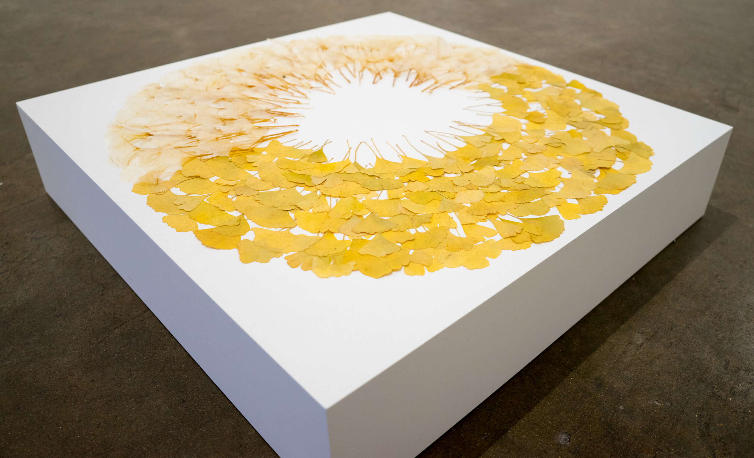 Visual Art 5.2 — Collateral Journal