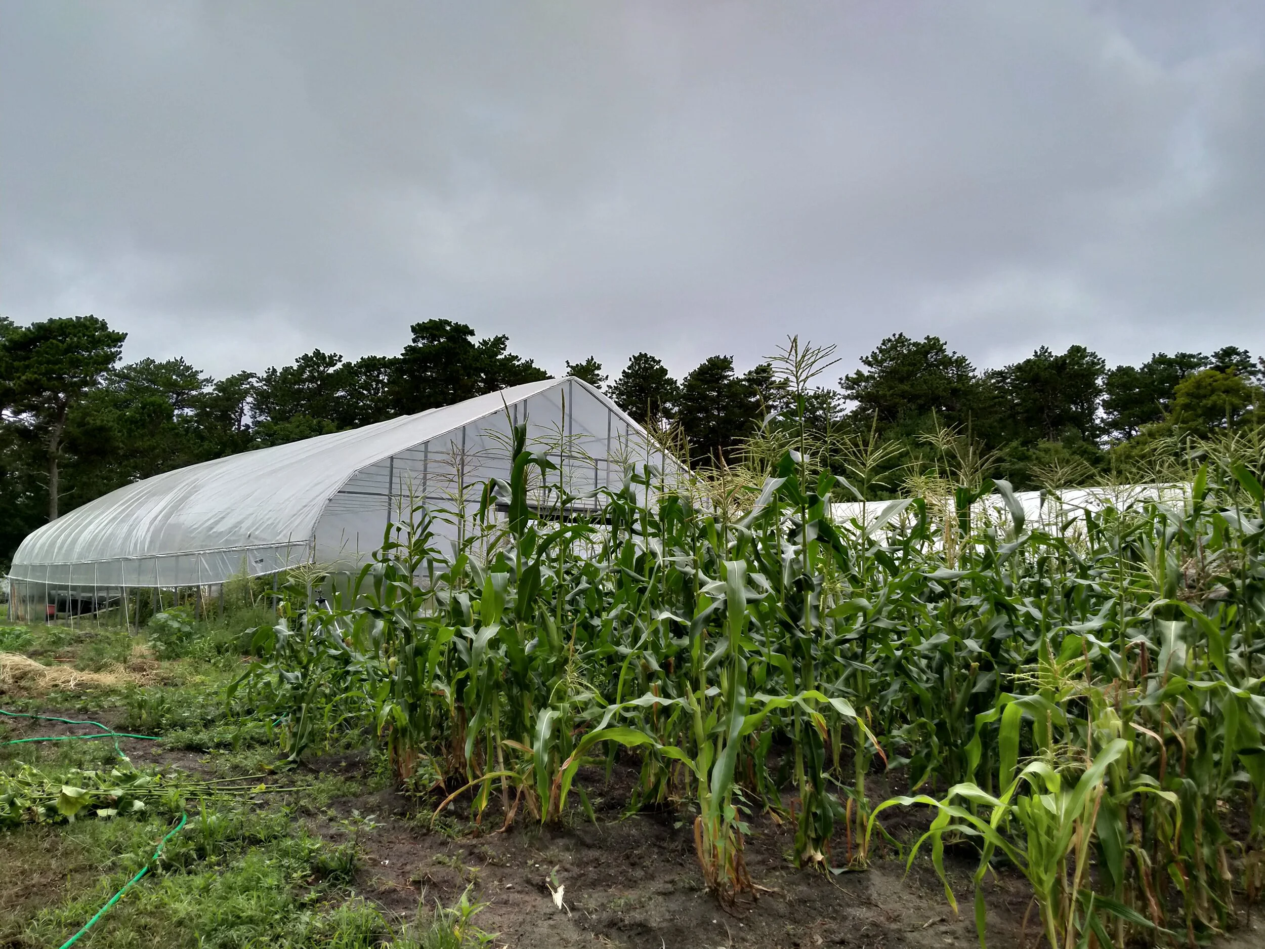 Mashpee Wampanoag Food Sovereignty — EWB Boston Chapter