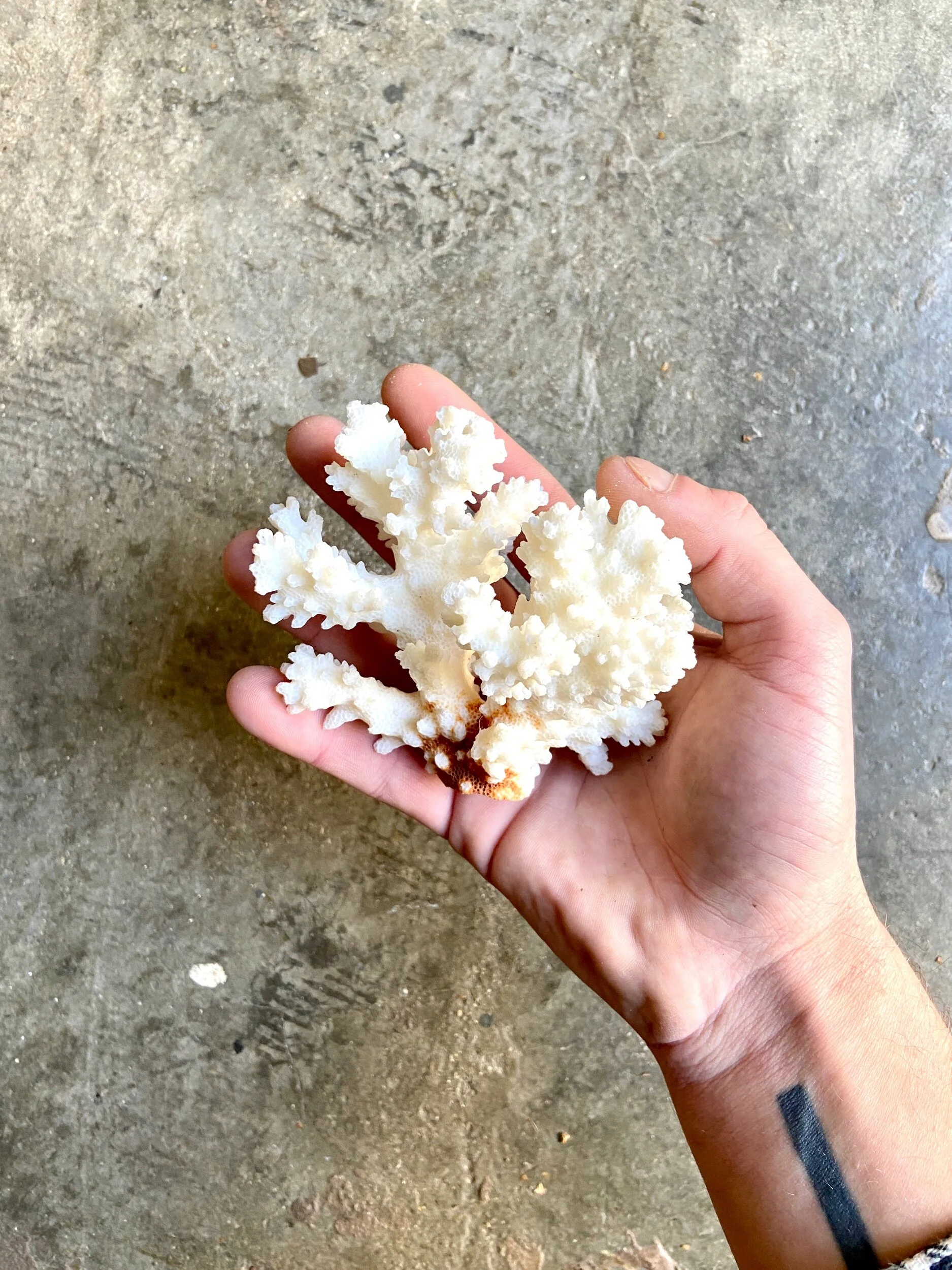 Corail blanc — AXS Design