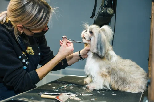 Tips: Getting the Best Dog Haircuts — Jazz's Wonderland