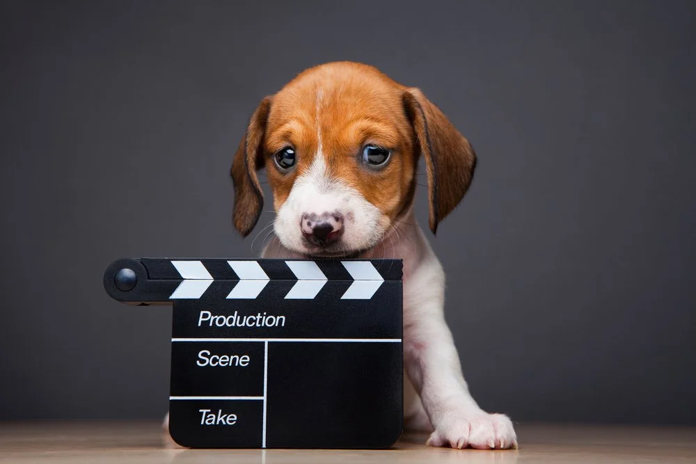 Our Favorite Famous TV Dogs — Jazz's Wonderland