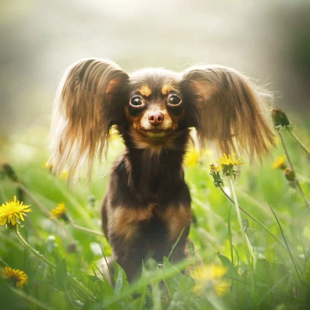 Six smallest dog breeds — Jazz's Wonderland
