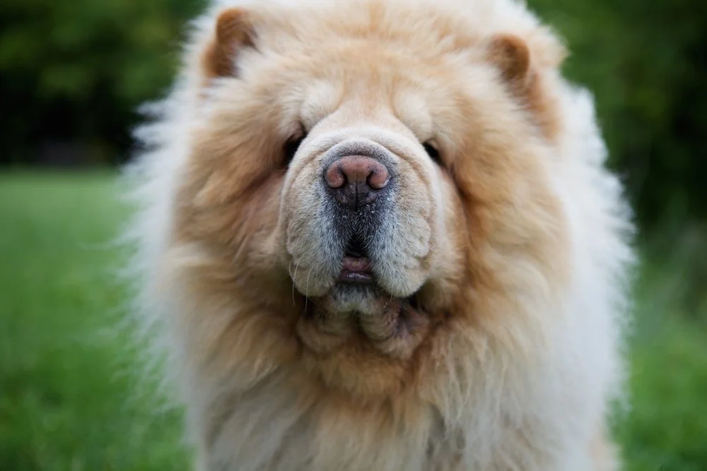 Top five of the fluffiest dogs! — Jazz's Wonderland