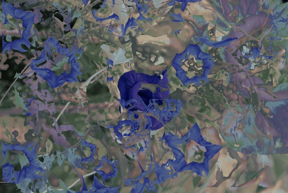 Late Bloomer — OTHERWISE COLLECTIVE