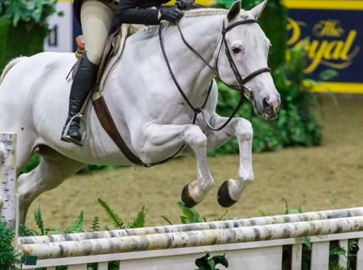 Toronto Equestrian Downtown
