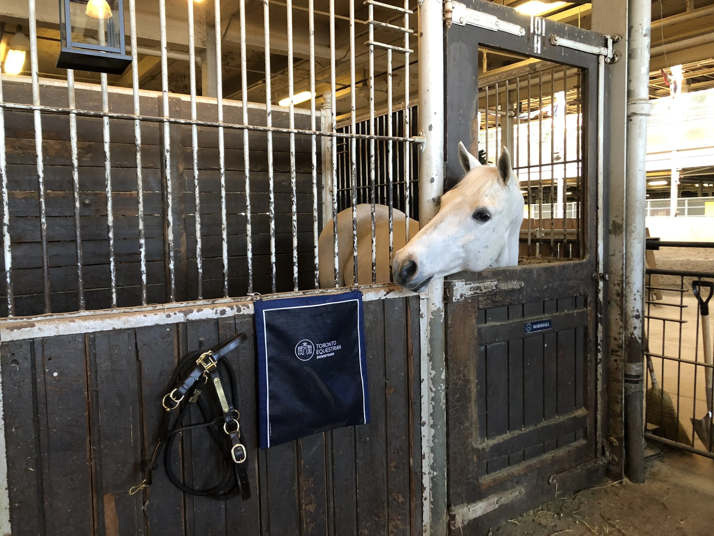 General 2 — Toronto Equestrian Downtown