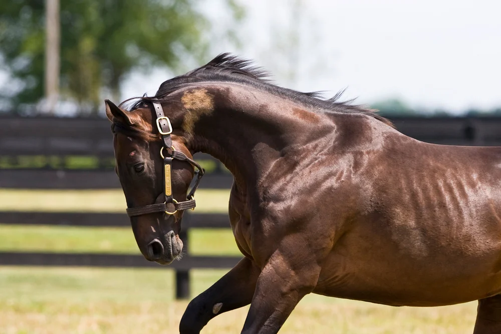 SILENT NAME — ADENA SPRINGS