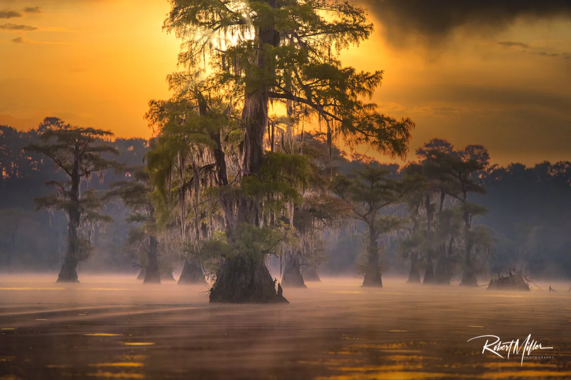 Robert Miller Photography