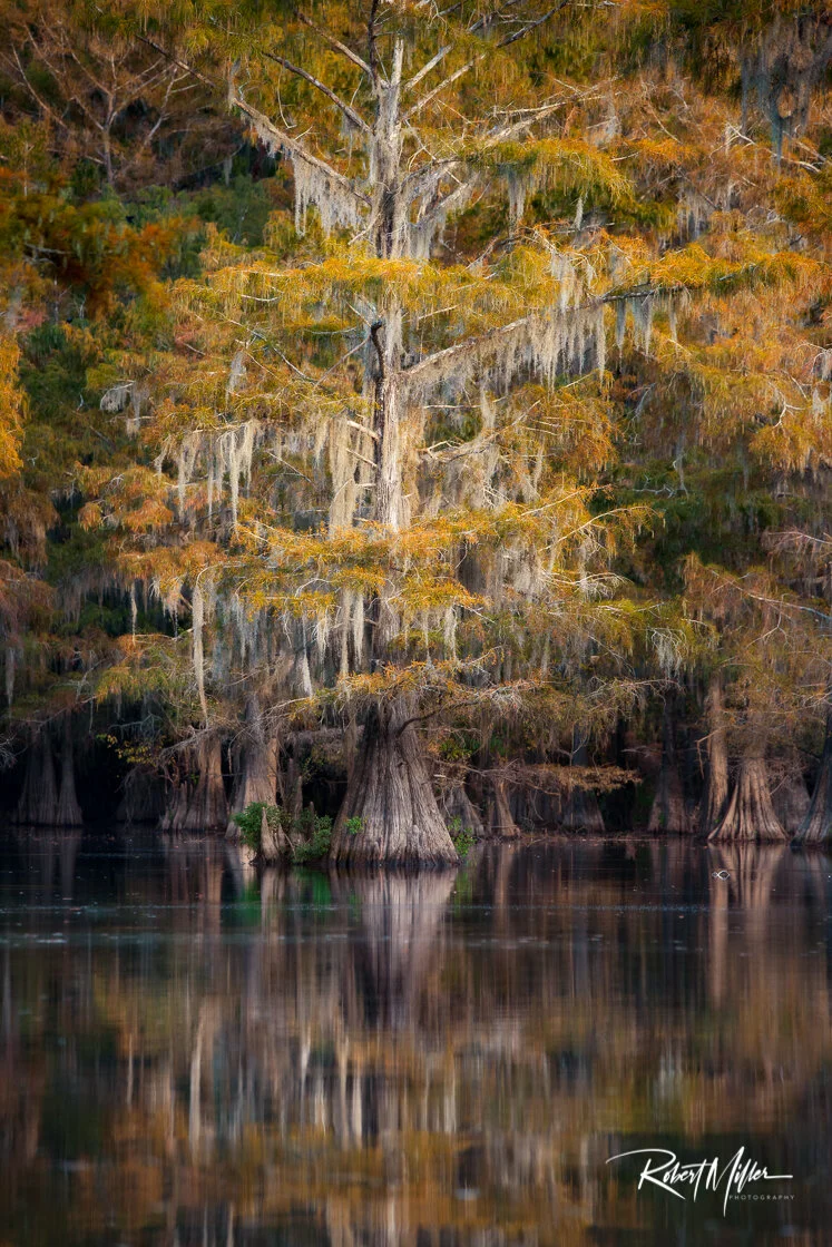 Robert Miller Photography