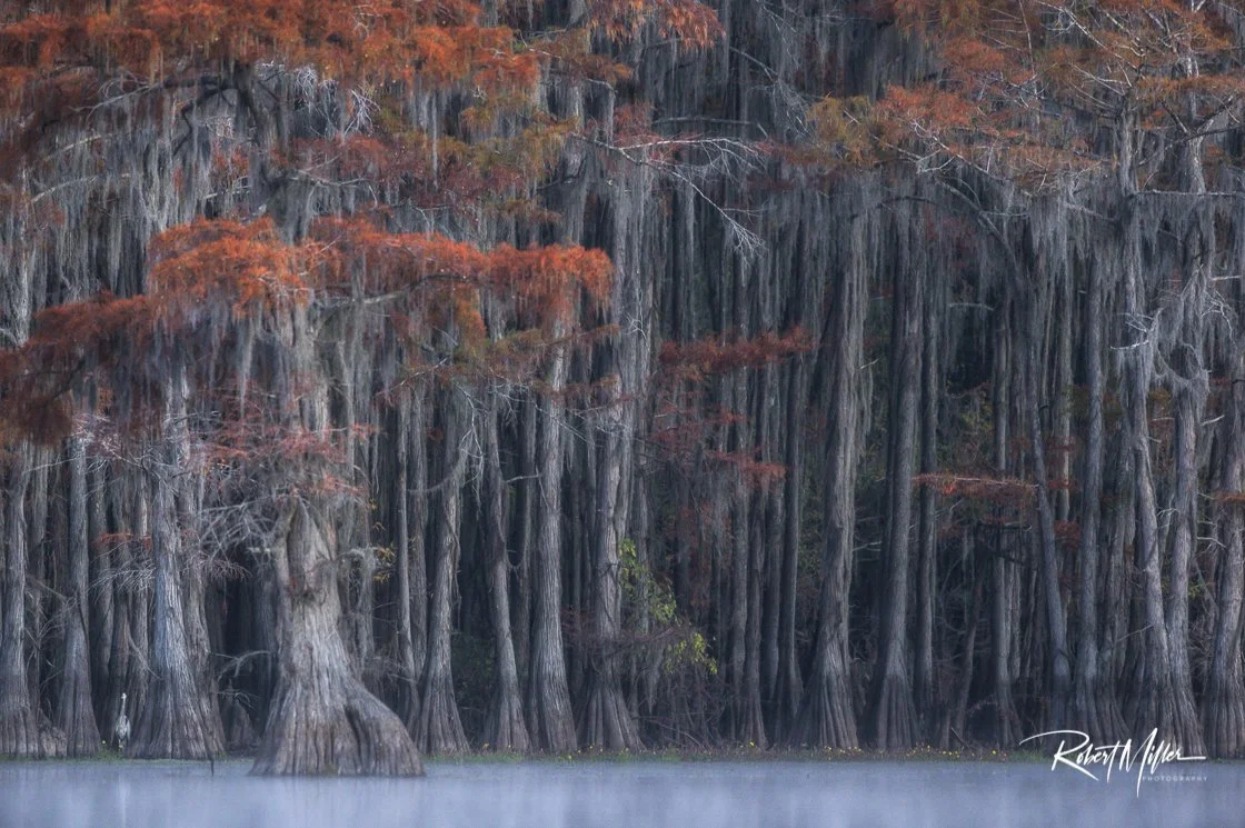 Robert Miller Photography