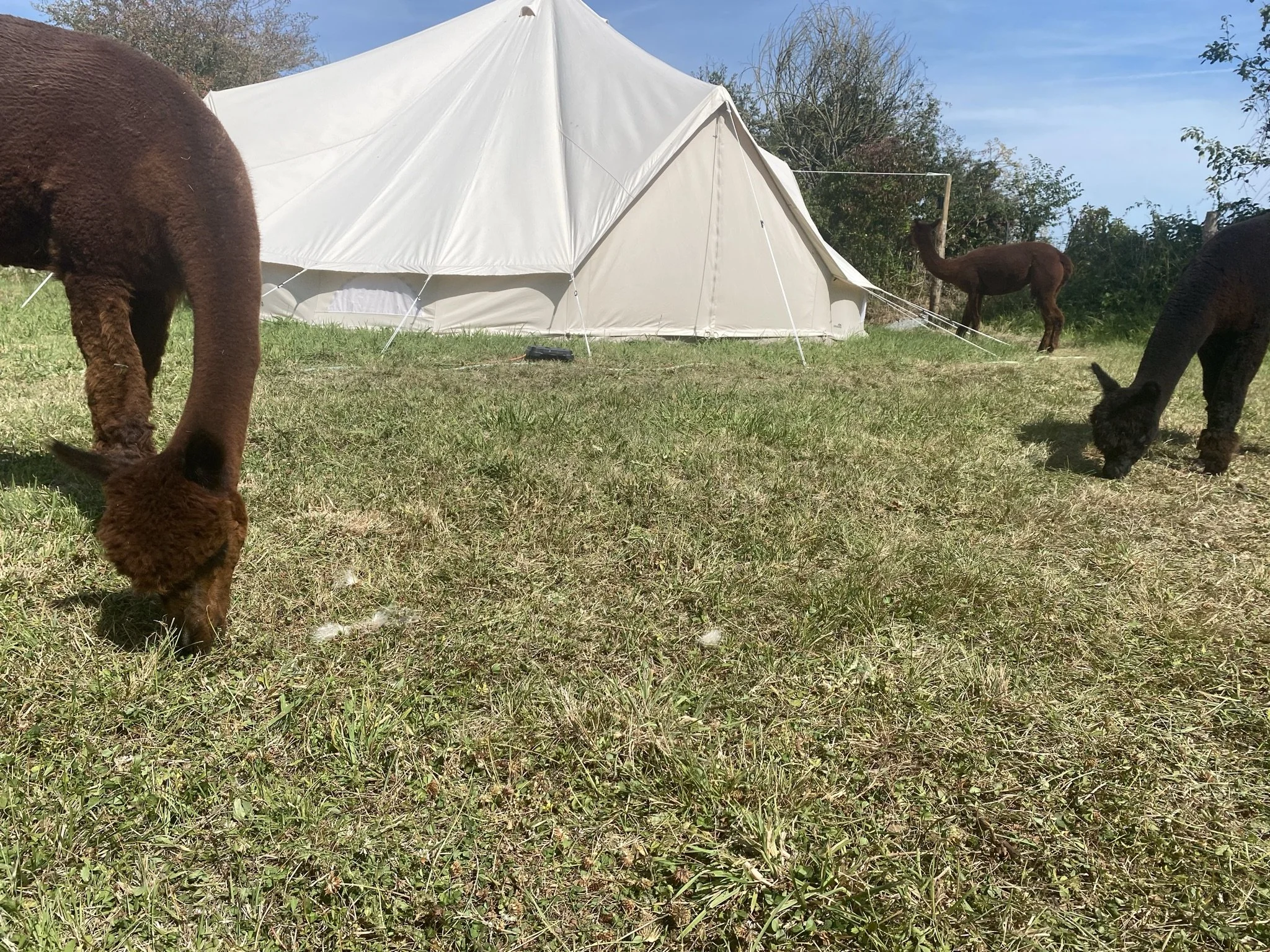 Stay on the alpaca farm in France, glamping with alpacas and chateau ...