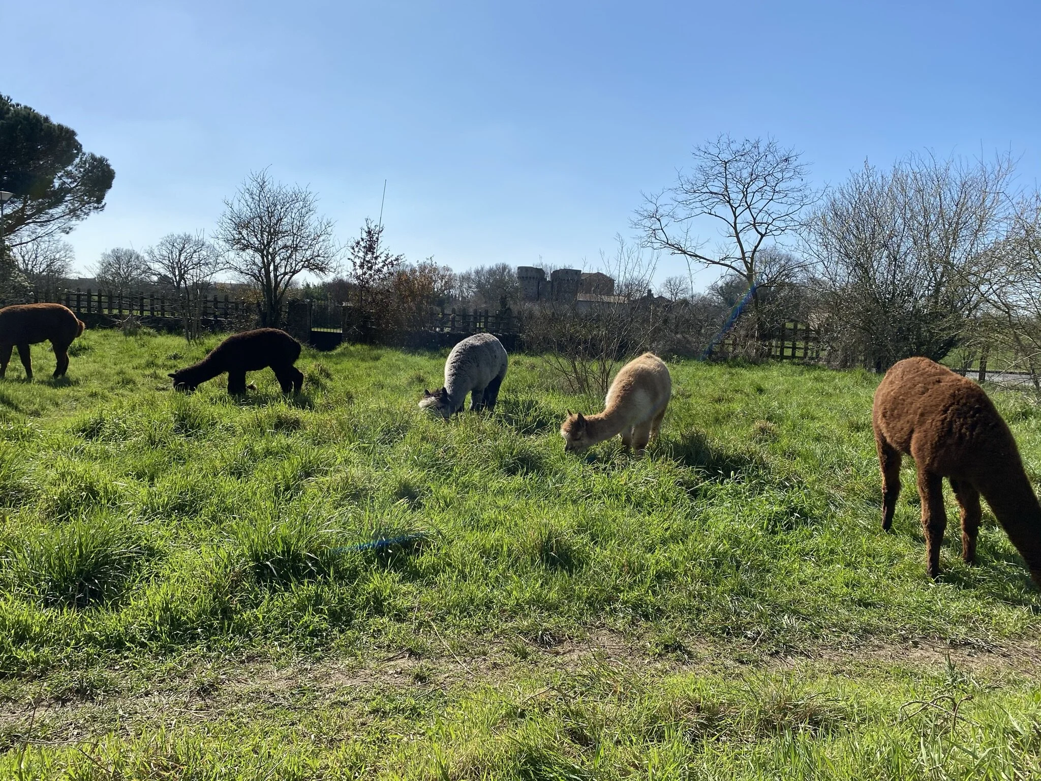 La Petite Ferme d'Alpagas