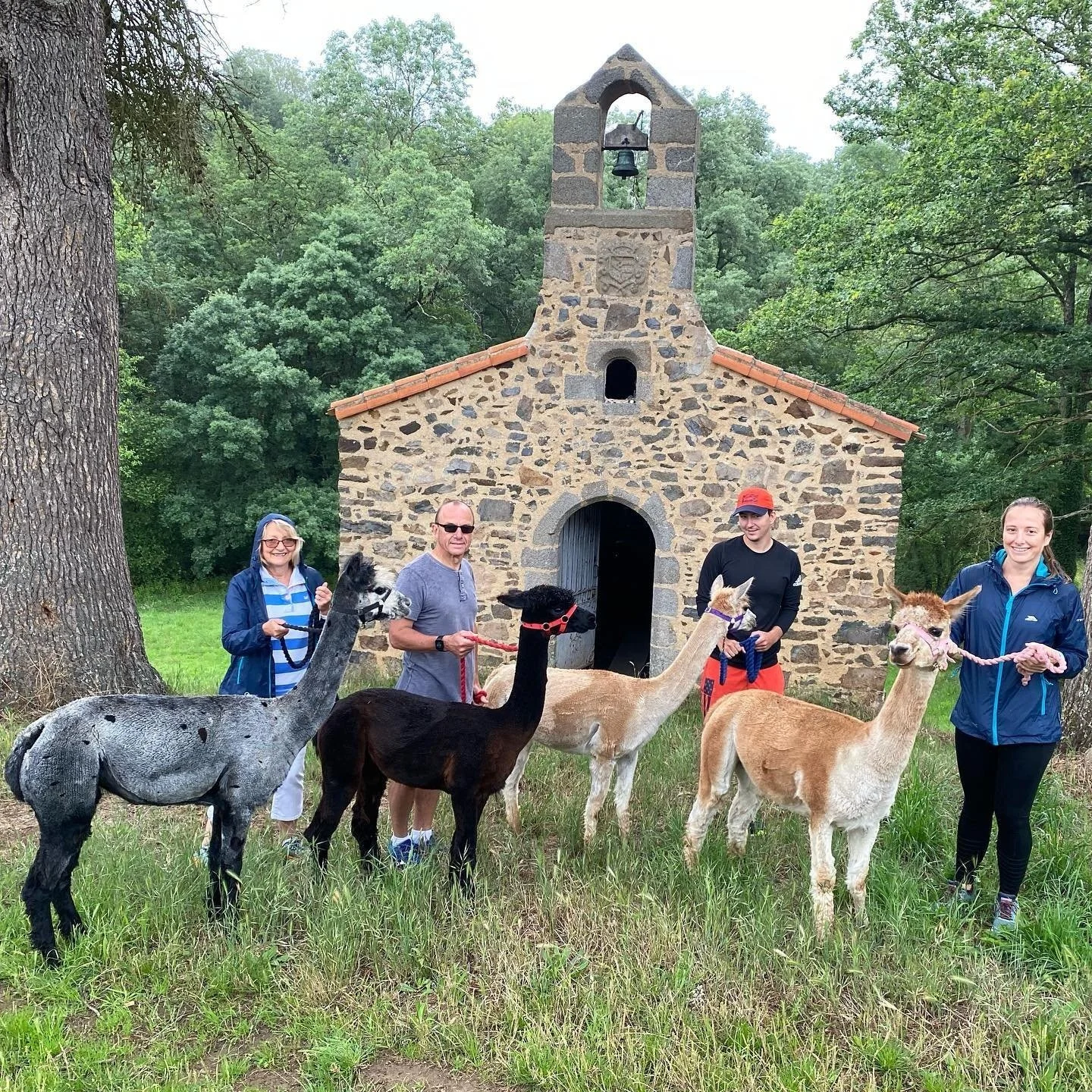 Alpacas in France - experiences — La Petite Ferme d'Alpagas Sanzay