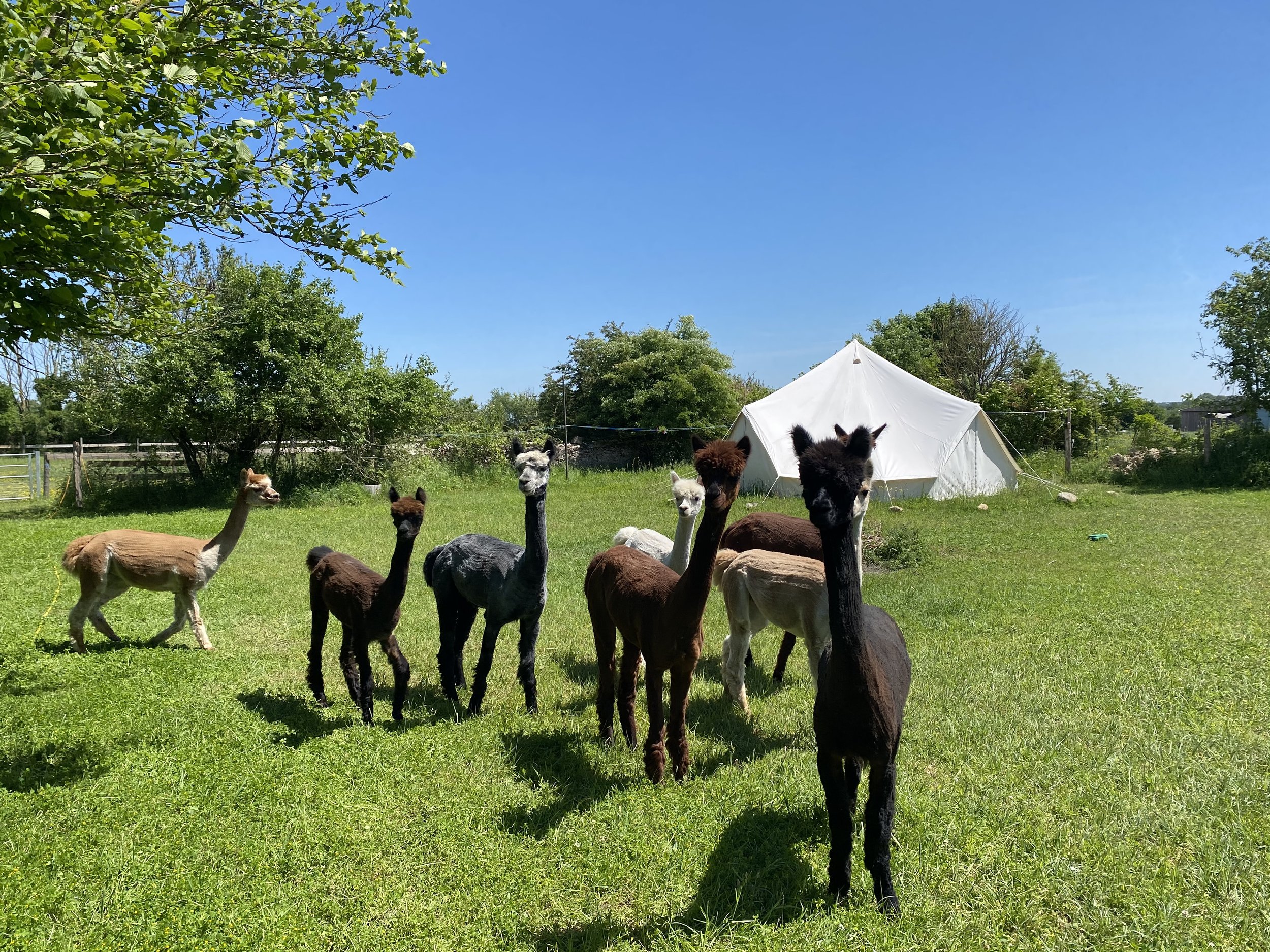 Stay on the alpaca farm in France, glamping with alpacas and chateau ...