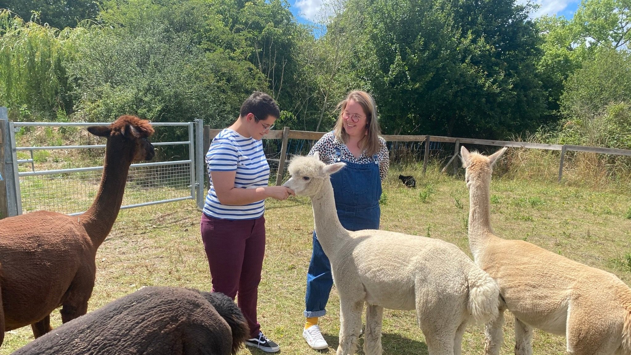 Meet the alpacas — La Petite Ferme d'Alpagas Sanzay