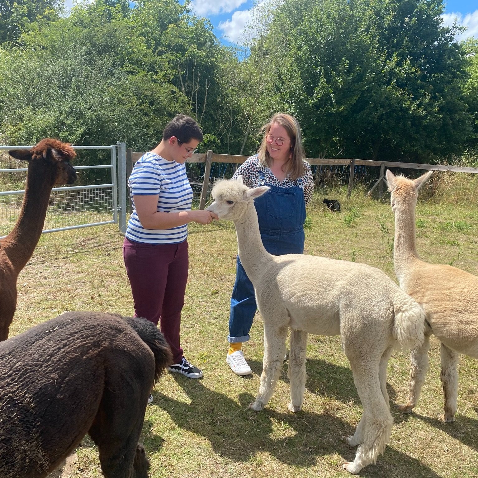 Alpacas in France - experiences — La Petite Ferme d'Alpagas Sanzay