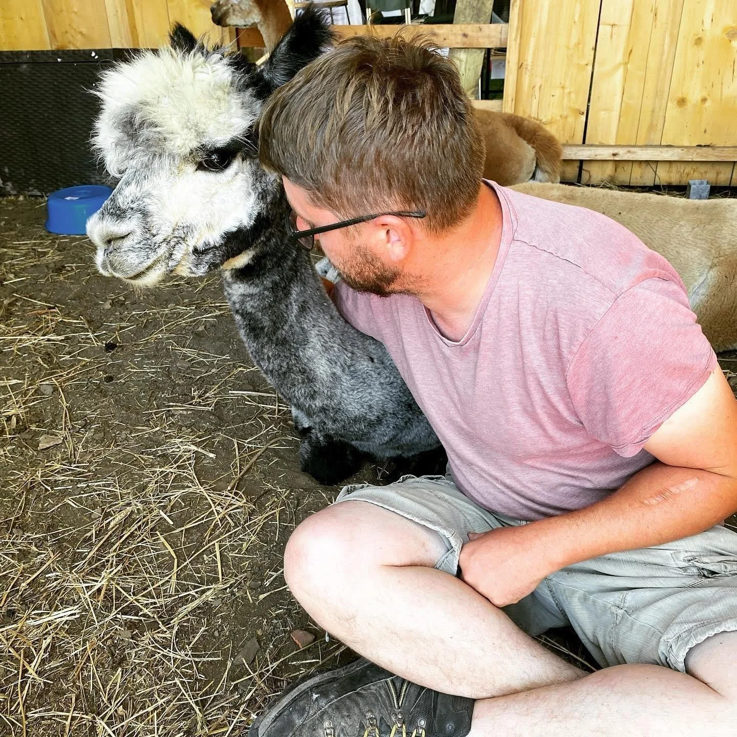 About the alpaca farm in France. Meet the couple who moved to France to ...