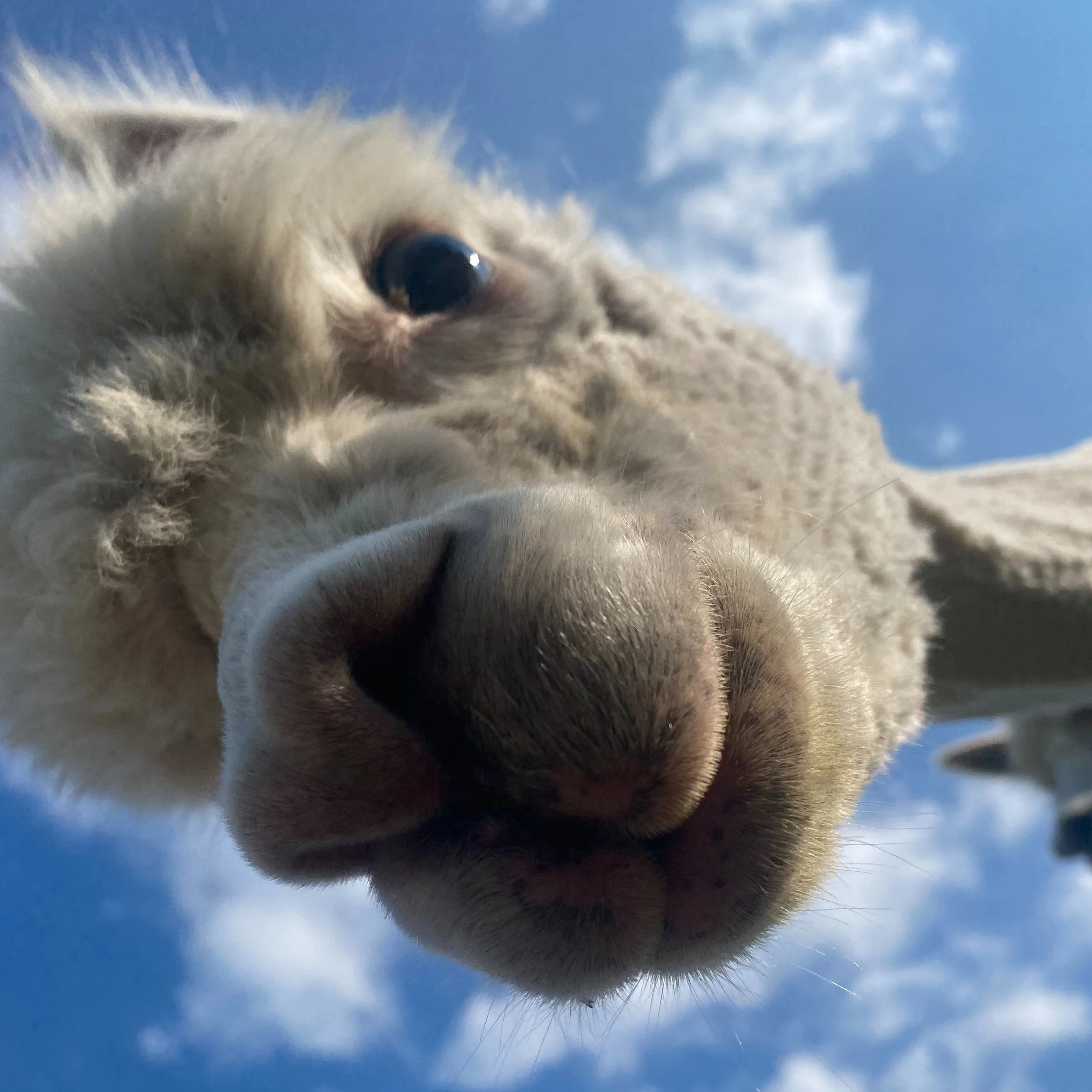 Alpacas in France - experiences — La Petite Ferme d'Alpagas Sanzay