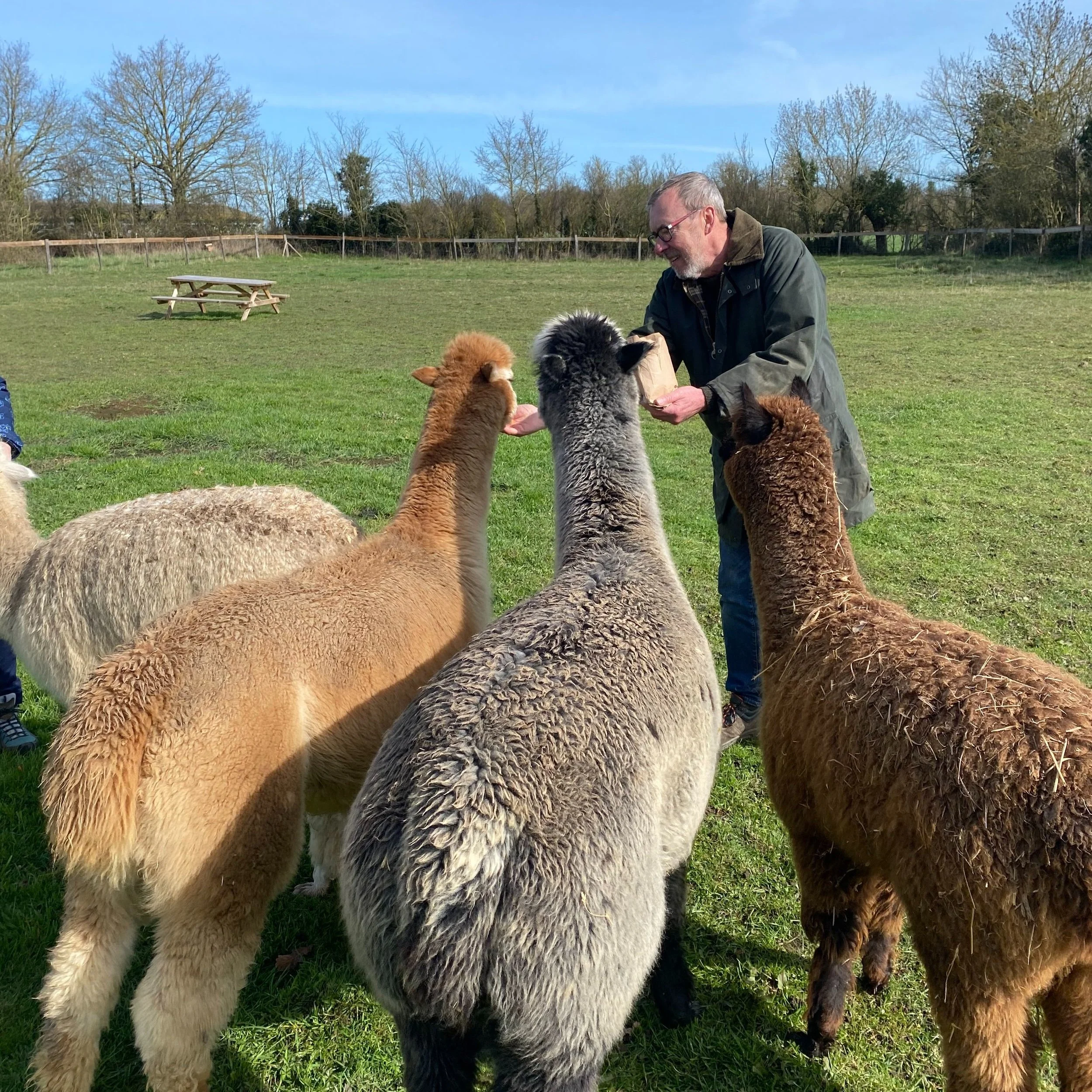 Alpacas in France - experiences — La Petite Ferme d'Alpagas Sanzay