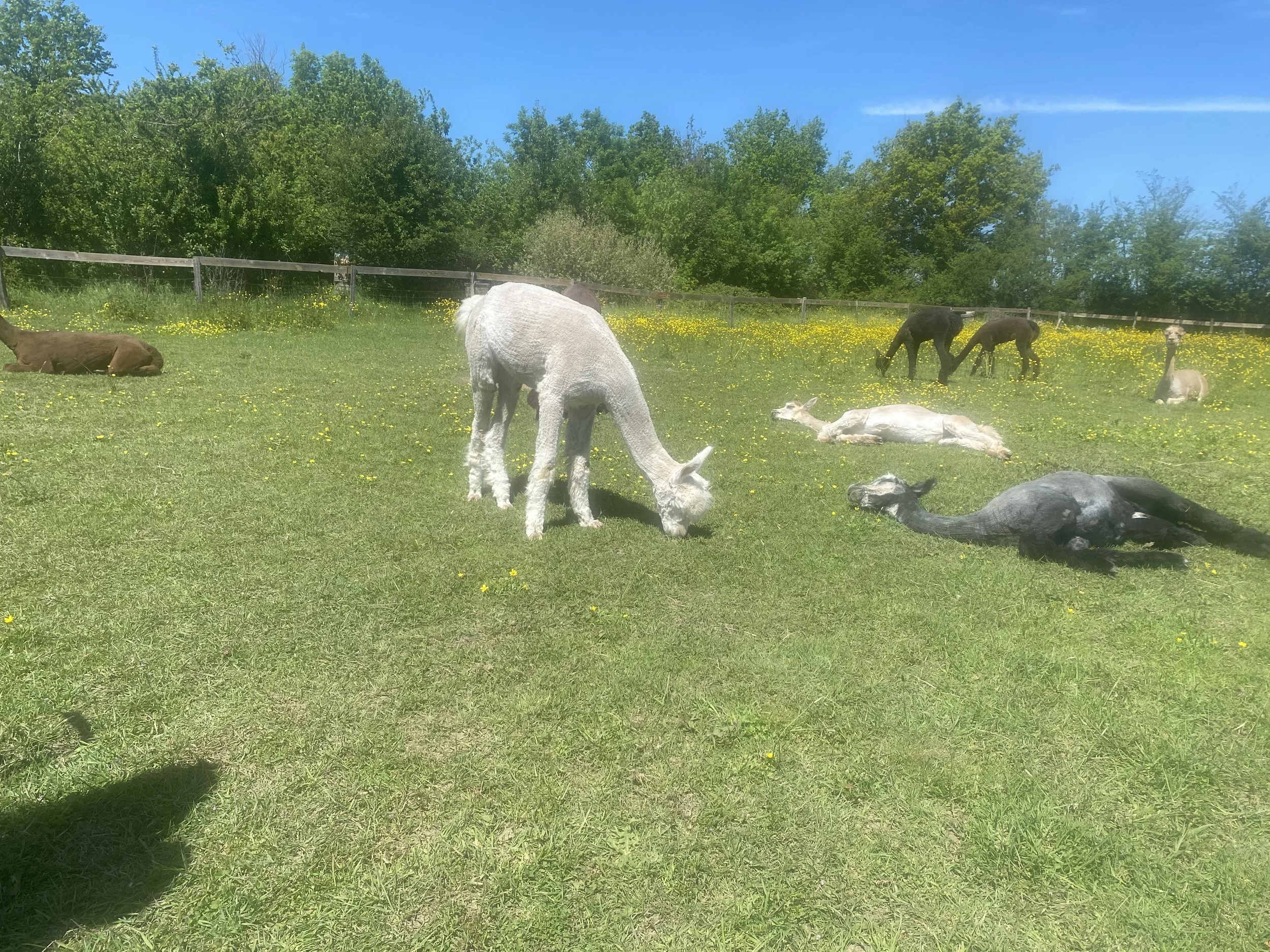 Stay on the alpaca farm in France, glamping with alpacas and chateau ...