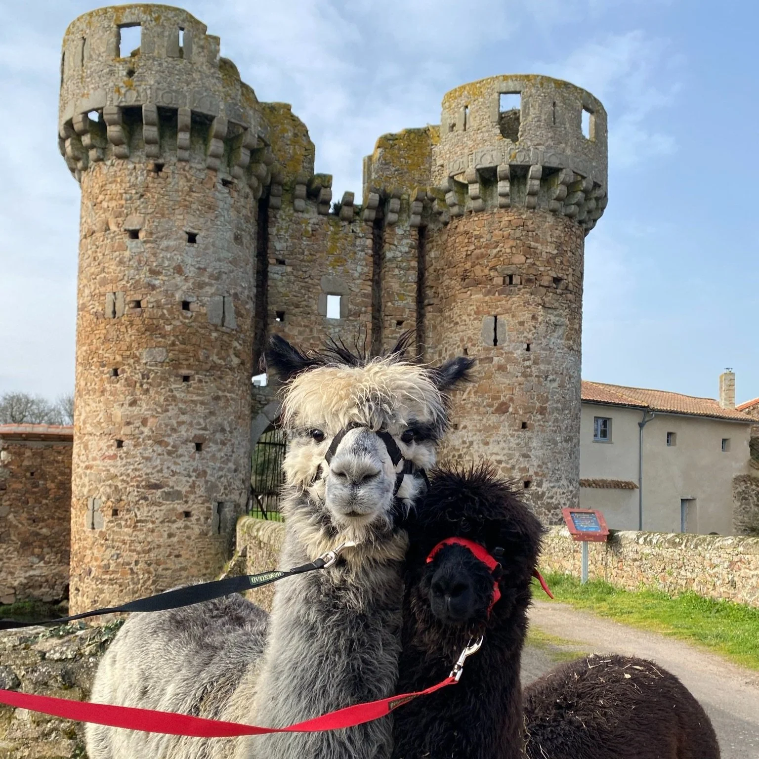 Alpacas in France - experiences — La Petite Ferme d'Alpagas Sanzay