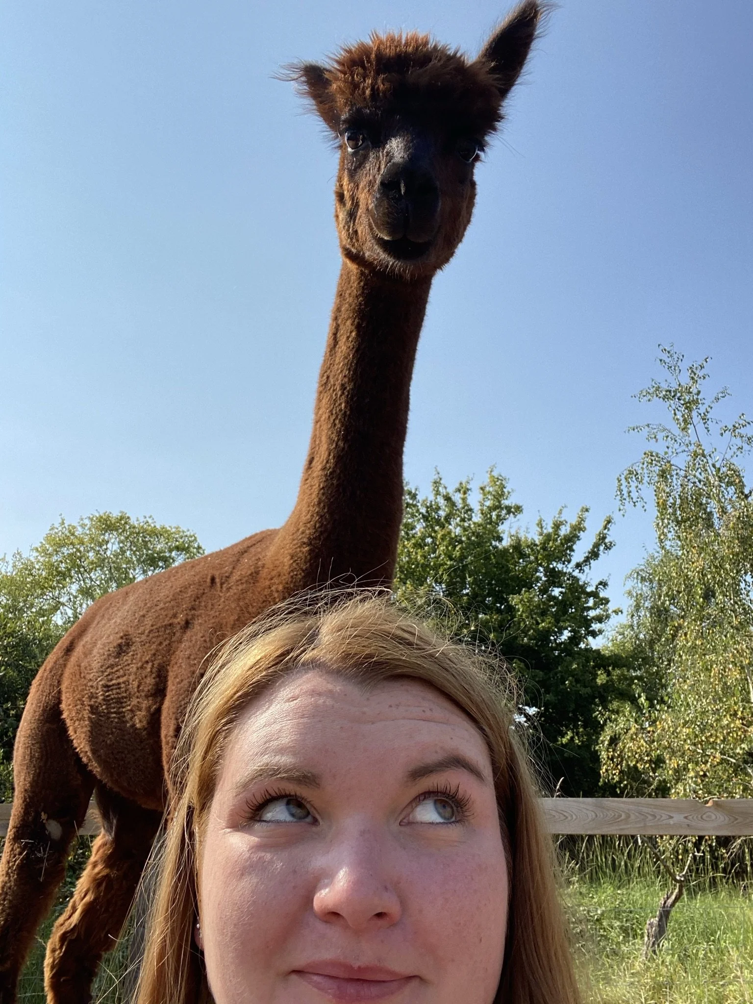 About the alpaca farm in France. Meet the couple who moved to France to ...