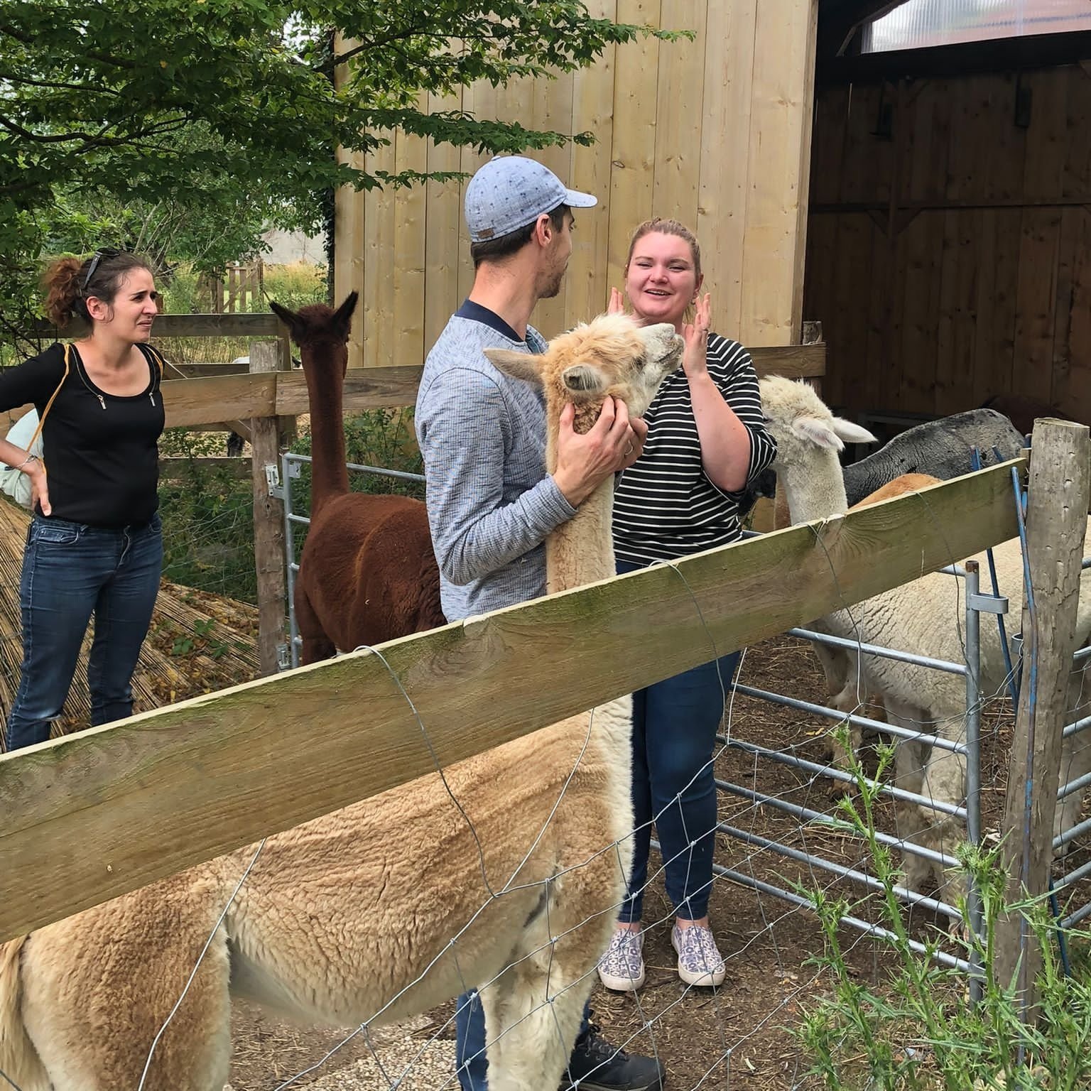 Alpacas in France - experiences — La Petite Ferme d'Alpagas Sanzay