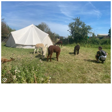 Stay on the alpaca farm in France, glamping with alpacas and chateau ...