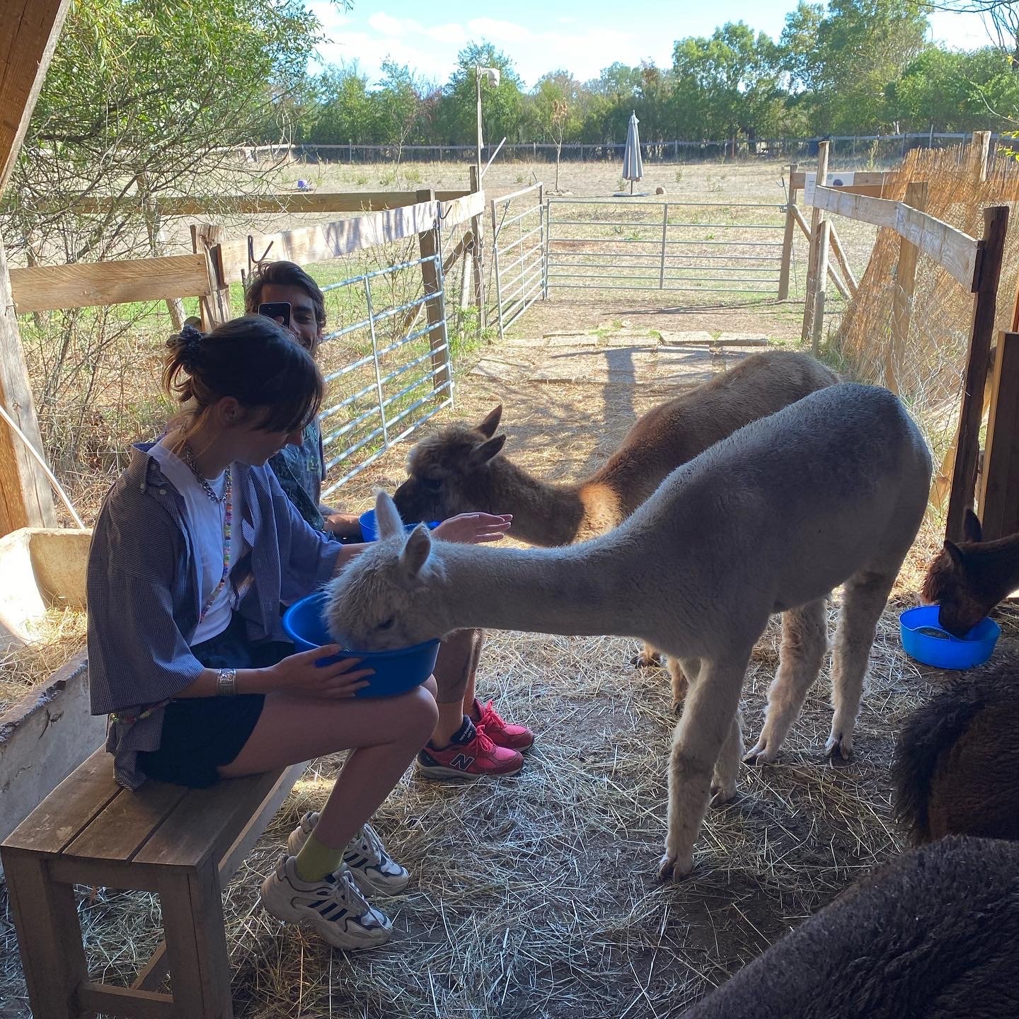 Alpacas in France - experiences — La Petite Ferme d'Alpagas Sanzay