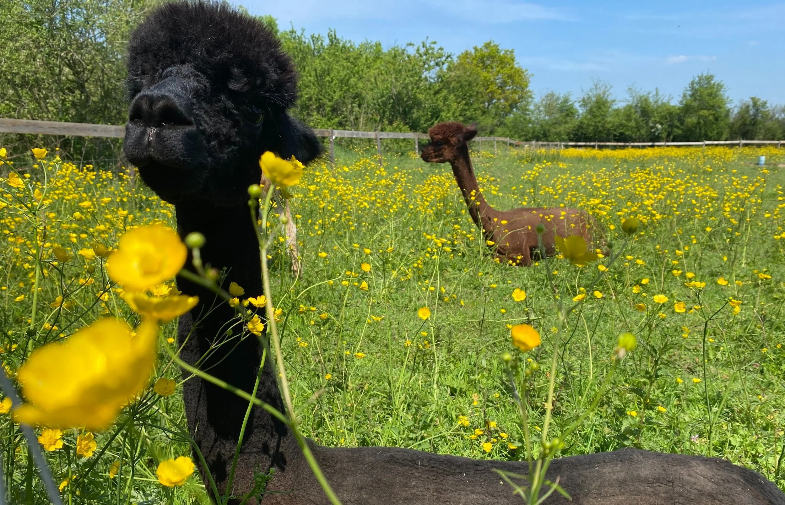Stay on the alpaca farm in France, glamping with alpacas and chateau ...