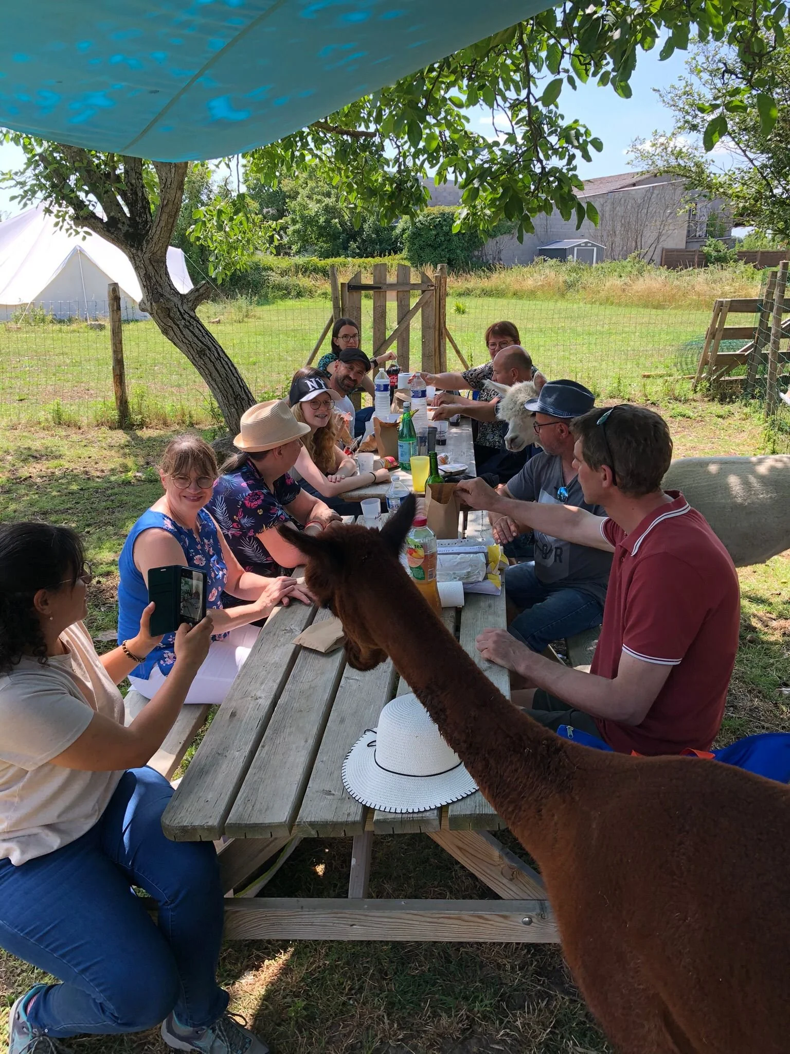 Picnic with alpacas — La Petite Ferme d'Alpagas Sanzay