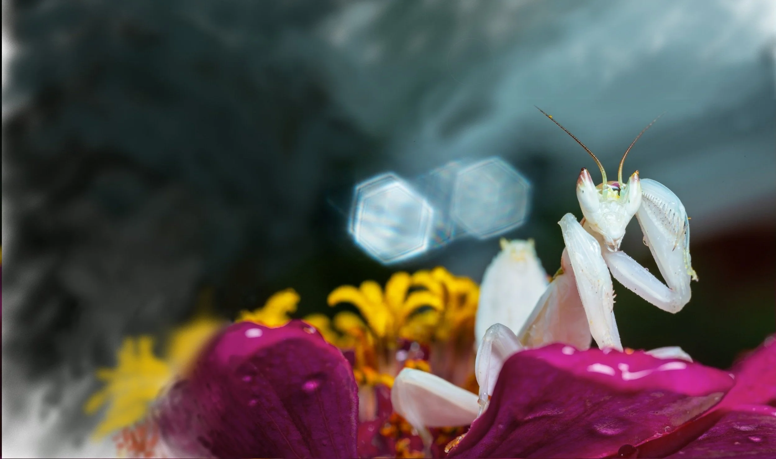 Order Issues — Mantis