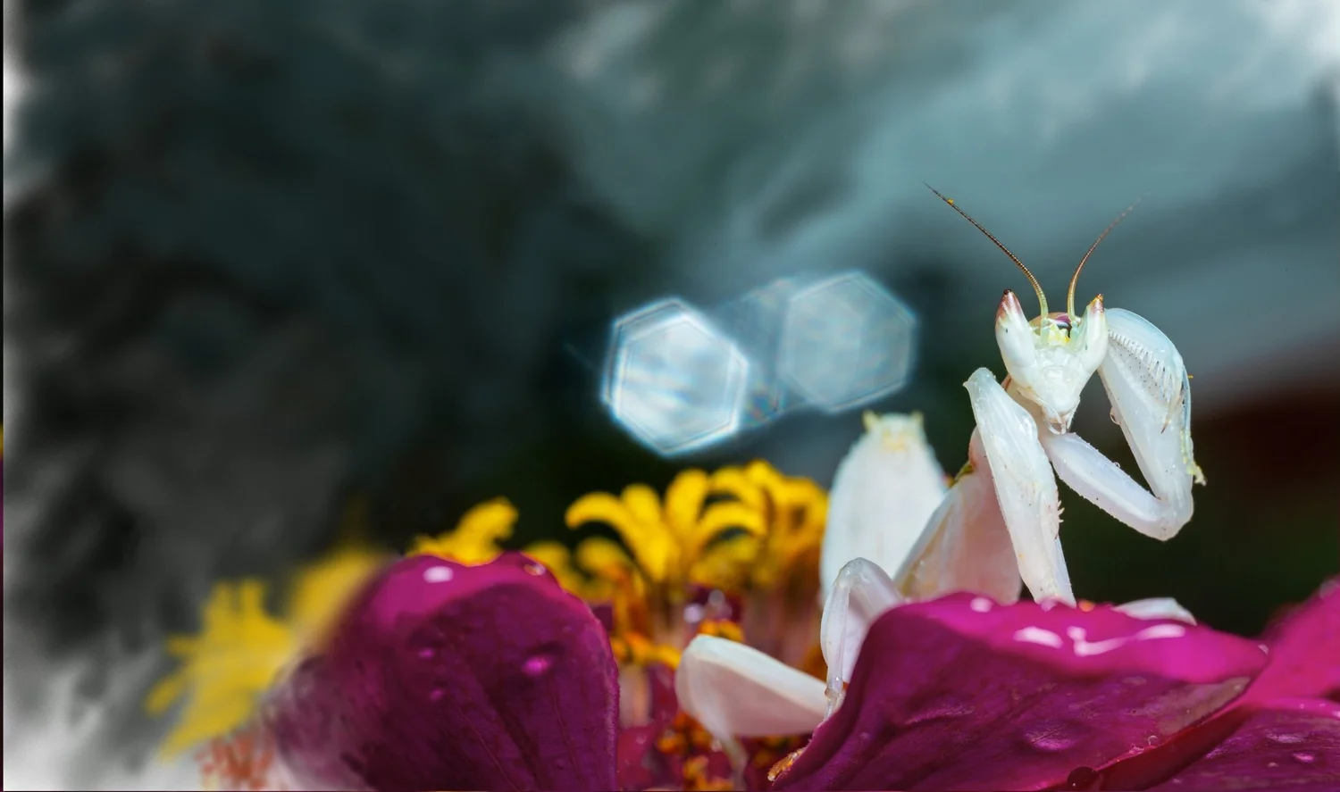 Order Issues — Mantis