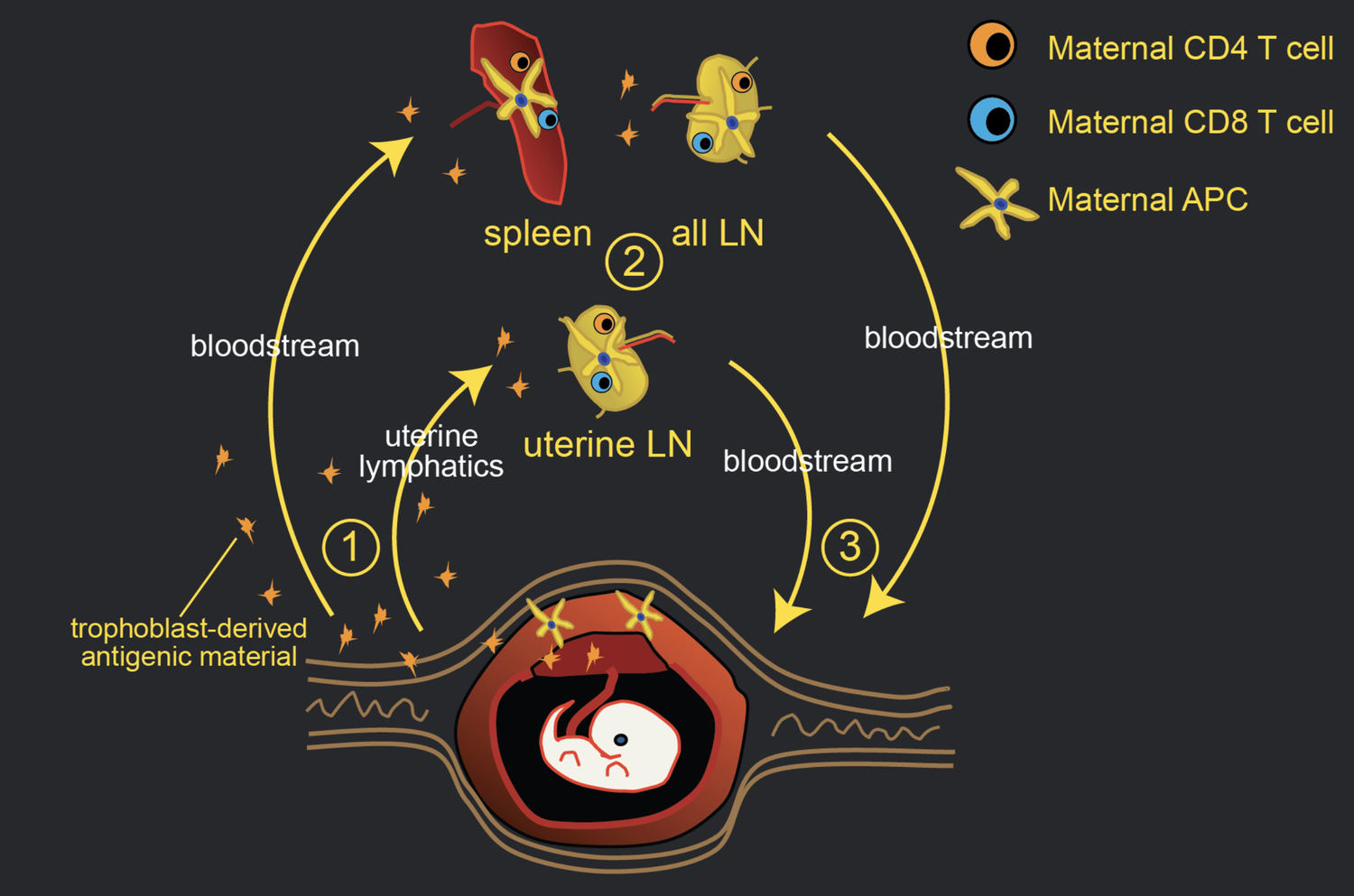 Mechanisms of fetomaternal tolerance — Erlebacher Lab