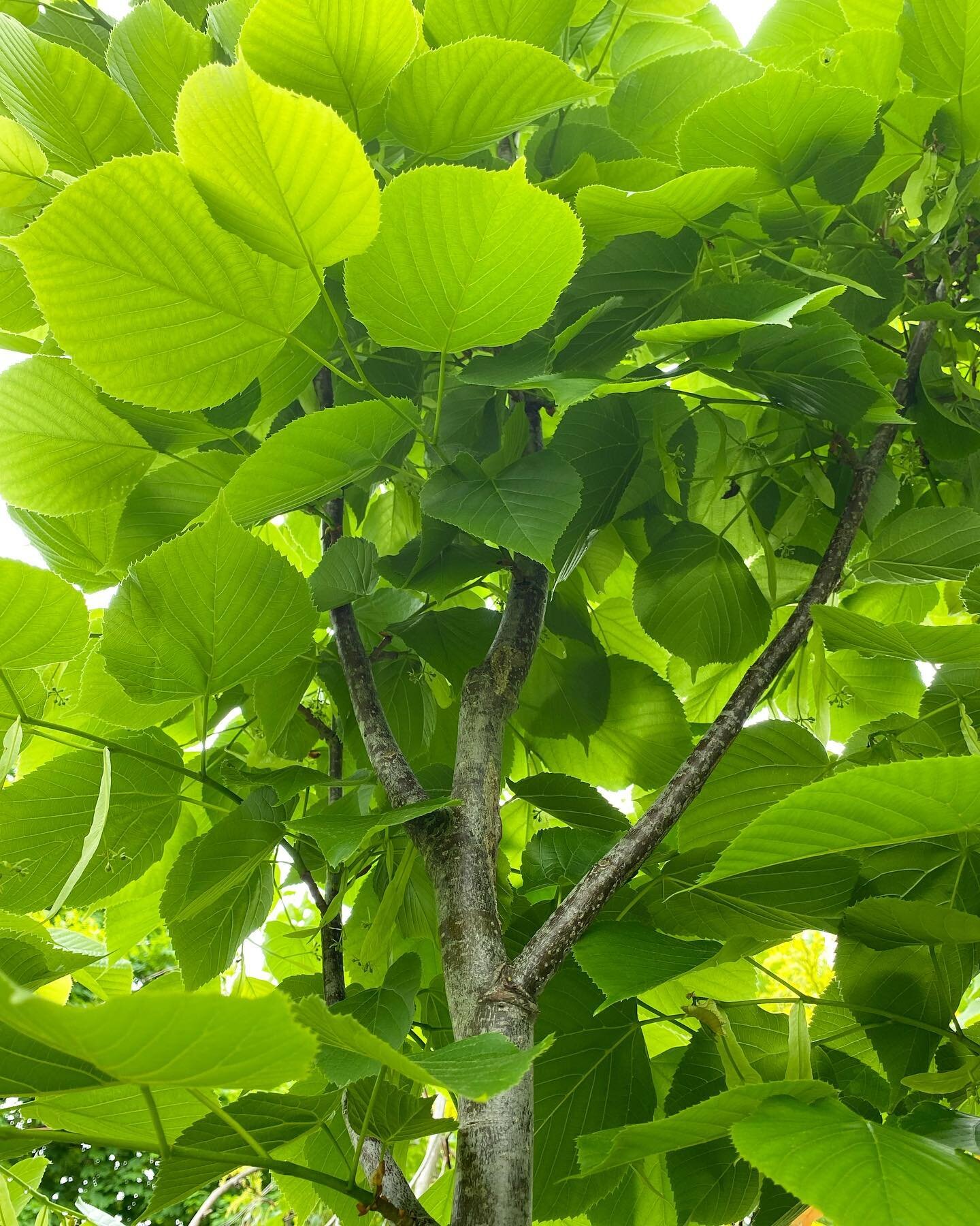 Anga's Farm & Nursery