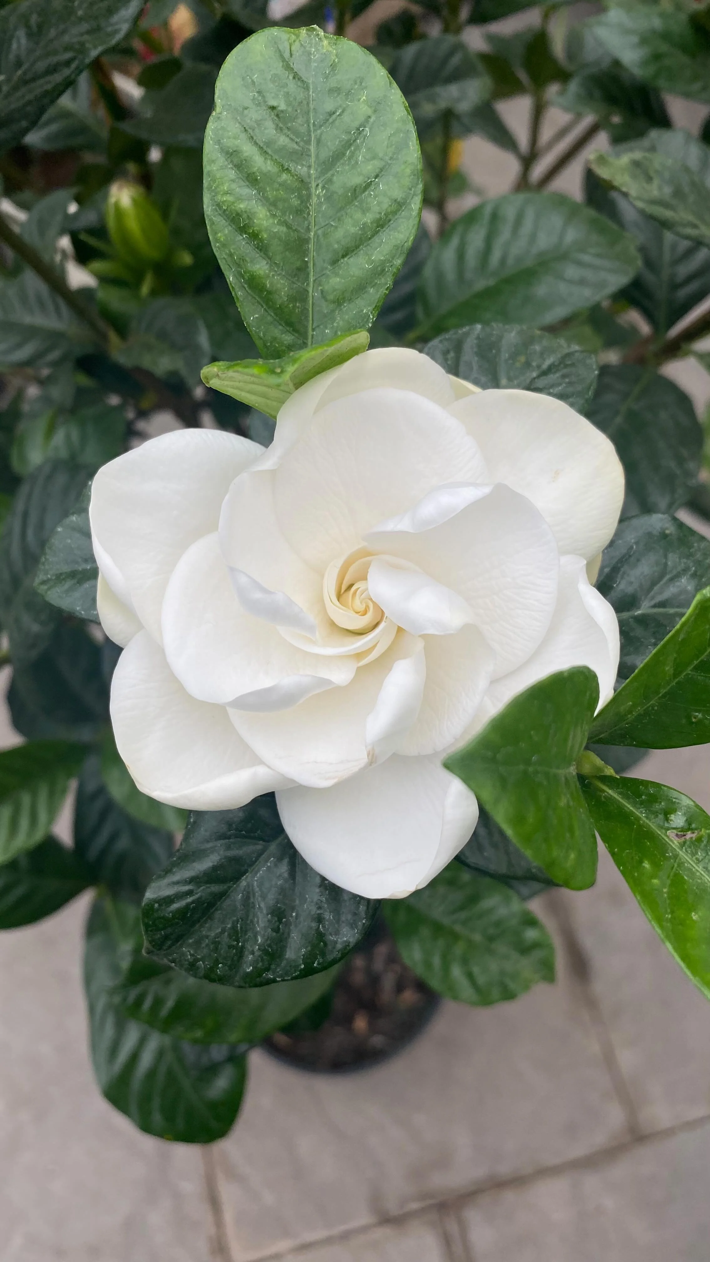 Anga's Farm & Nursery