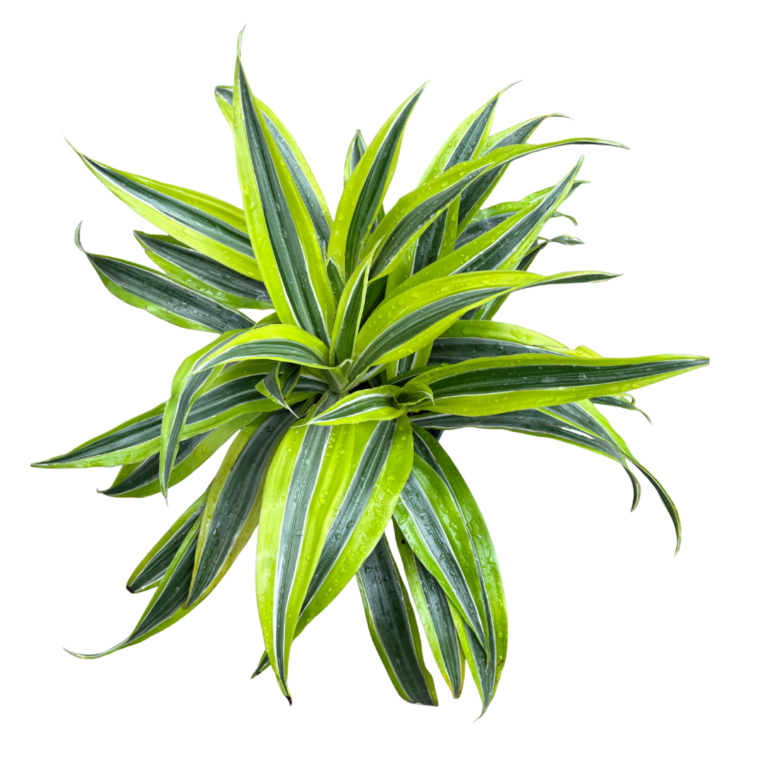 Dracaena ‘Warneckii Lemon Lime’ - 6" Pot — Anga's Farm & Nursery