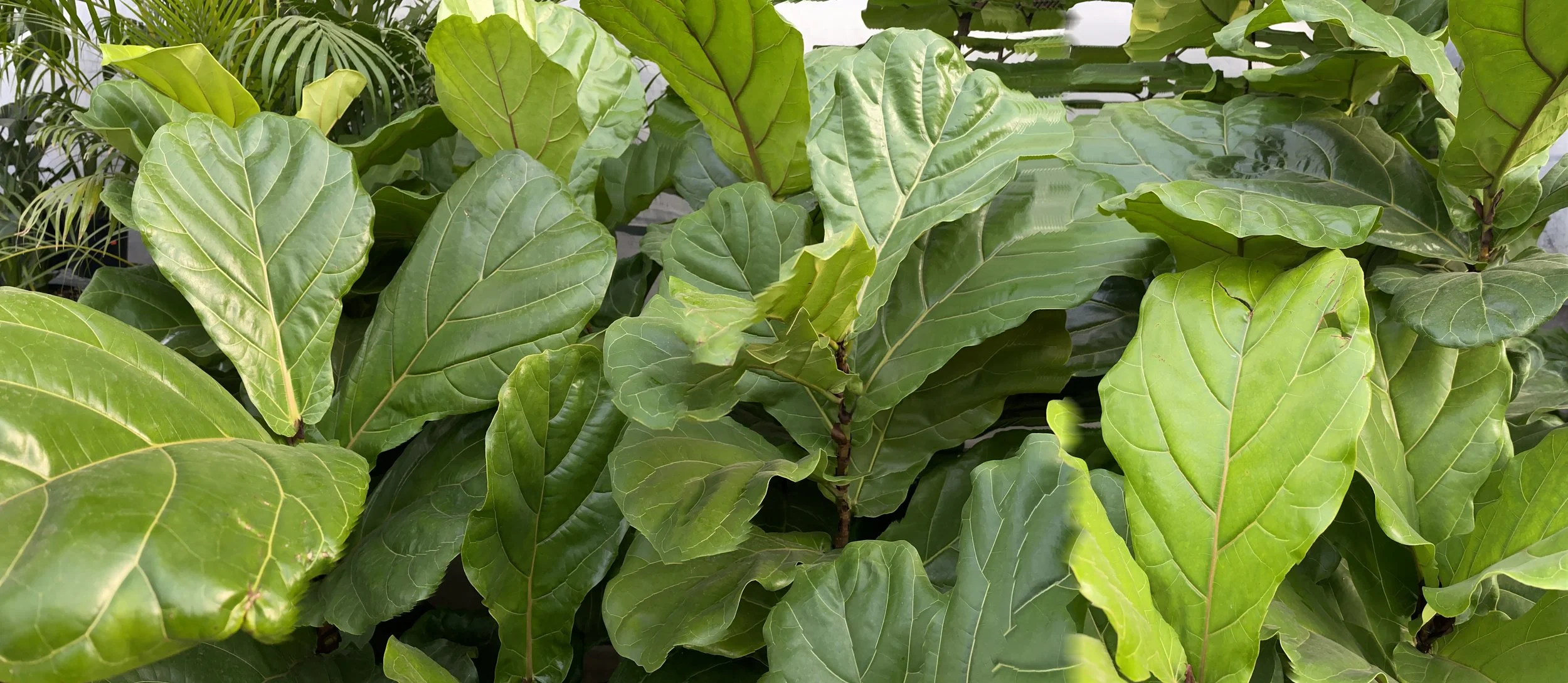 Anga's Farm & Nursery