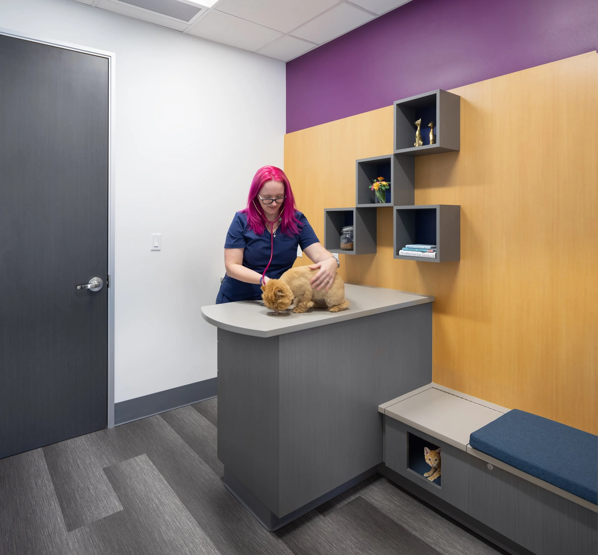 Galaxy Cats — JPC Architects