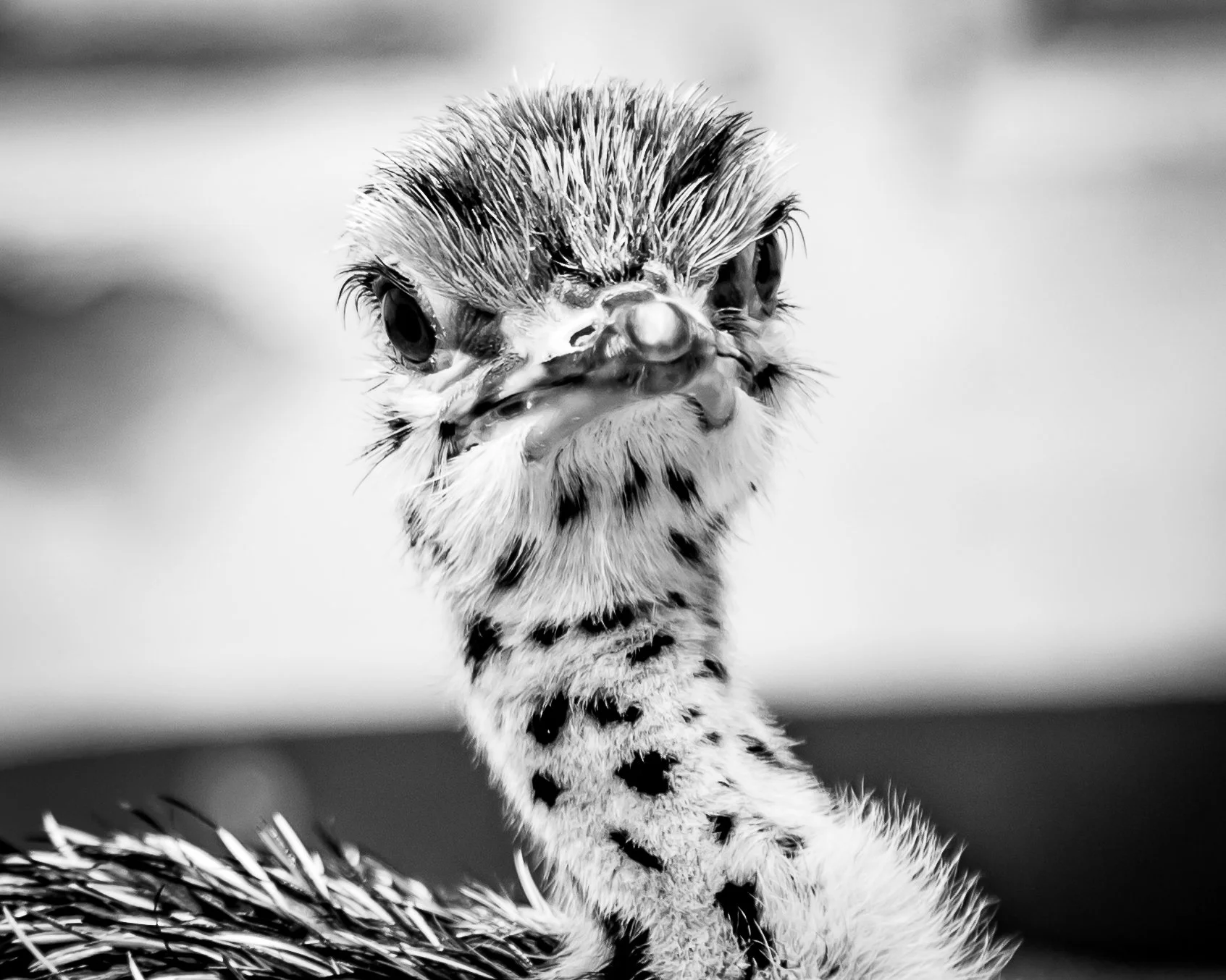 American Ostrich Farms: An Idaho ranch dedicated to health, the planet ...