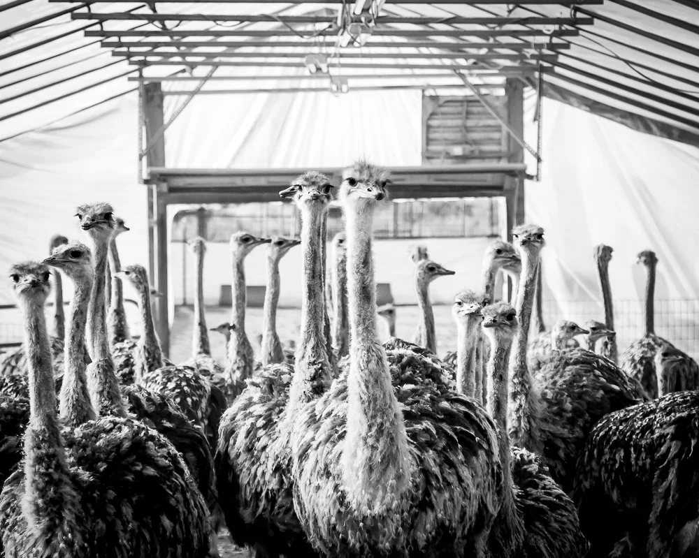 American Ostrich Farms: An Idaho ranch dedicated to health, the planet, and community — FARE Idaho