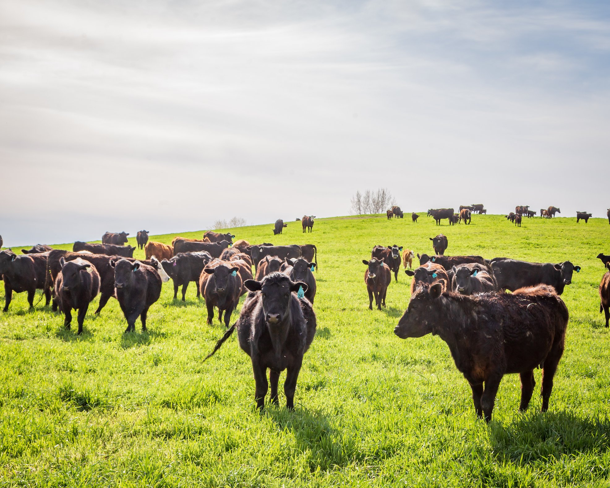 Growing for a New Generation of Beef Producers: Thomas Cattle Co ...