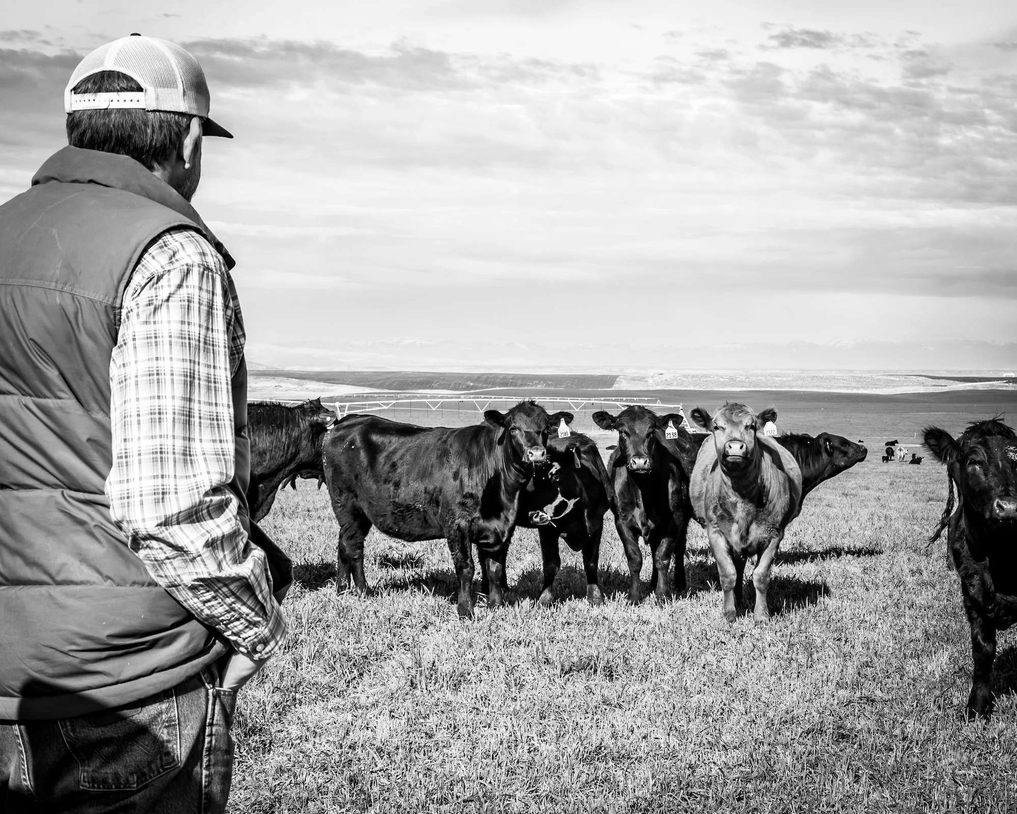 Growing for a New Generation of Beef Producers: Thomas Cattle Co ...