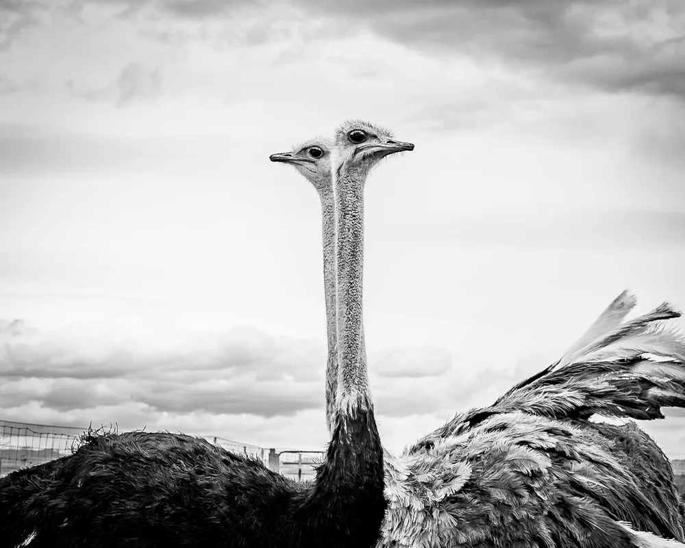 American Ostrich Farms: An Idaho ranch dedicated to health, the planet, and community — FARE Idaho