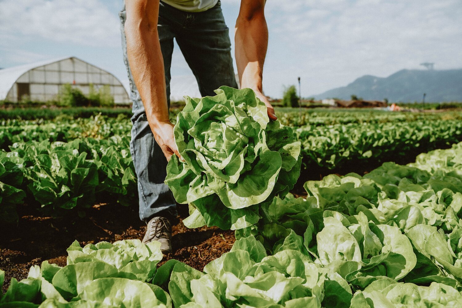 Local Harvest — The Acorn Restaurant