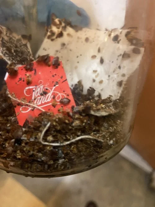 Rumble Fish Pest Control