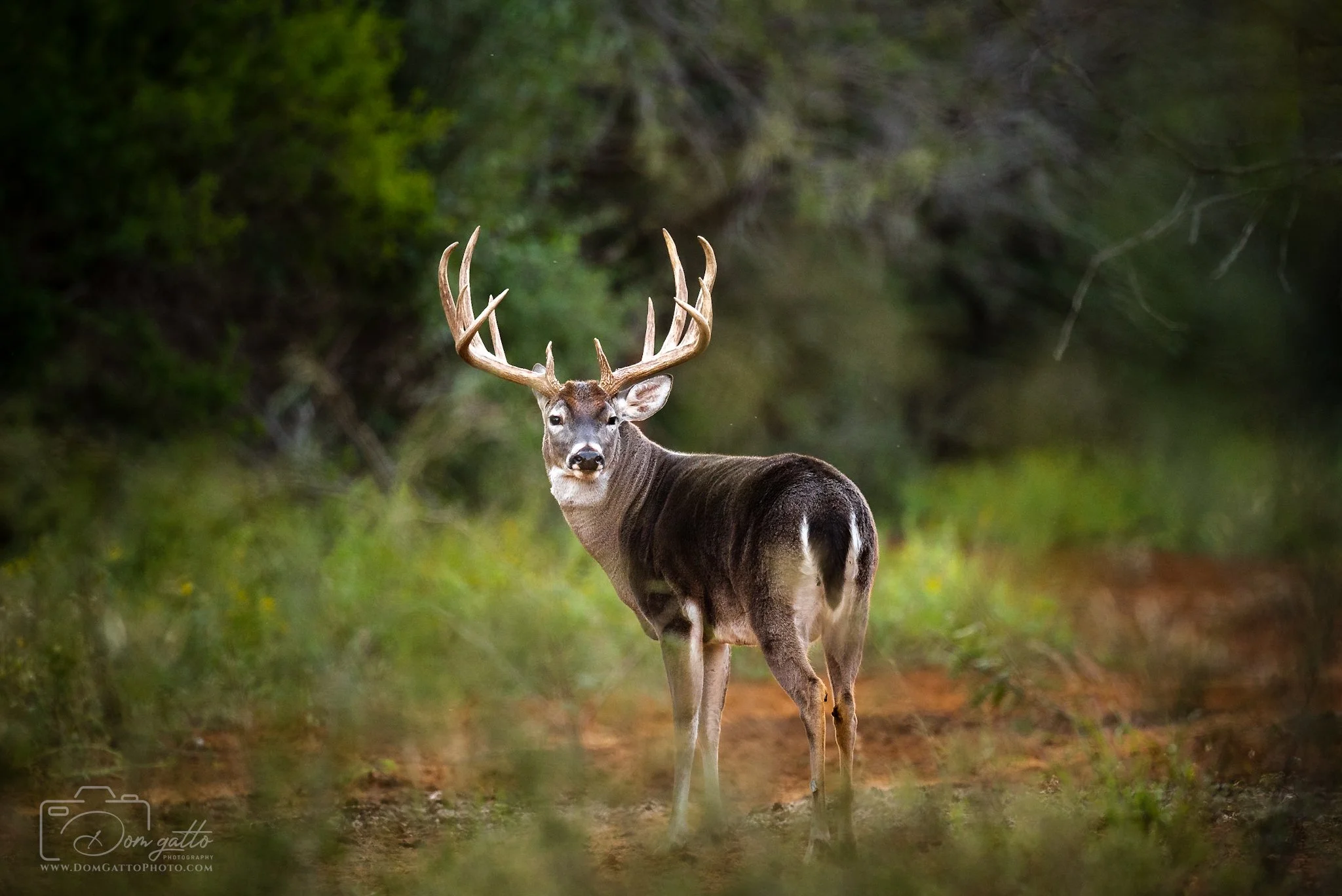Wildlands Blog by Dominick Gatto Photography | Explore Wildlands ...