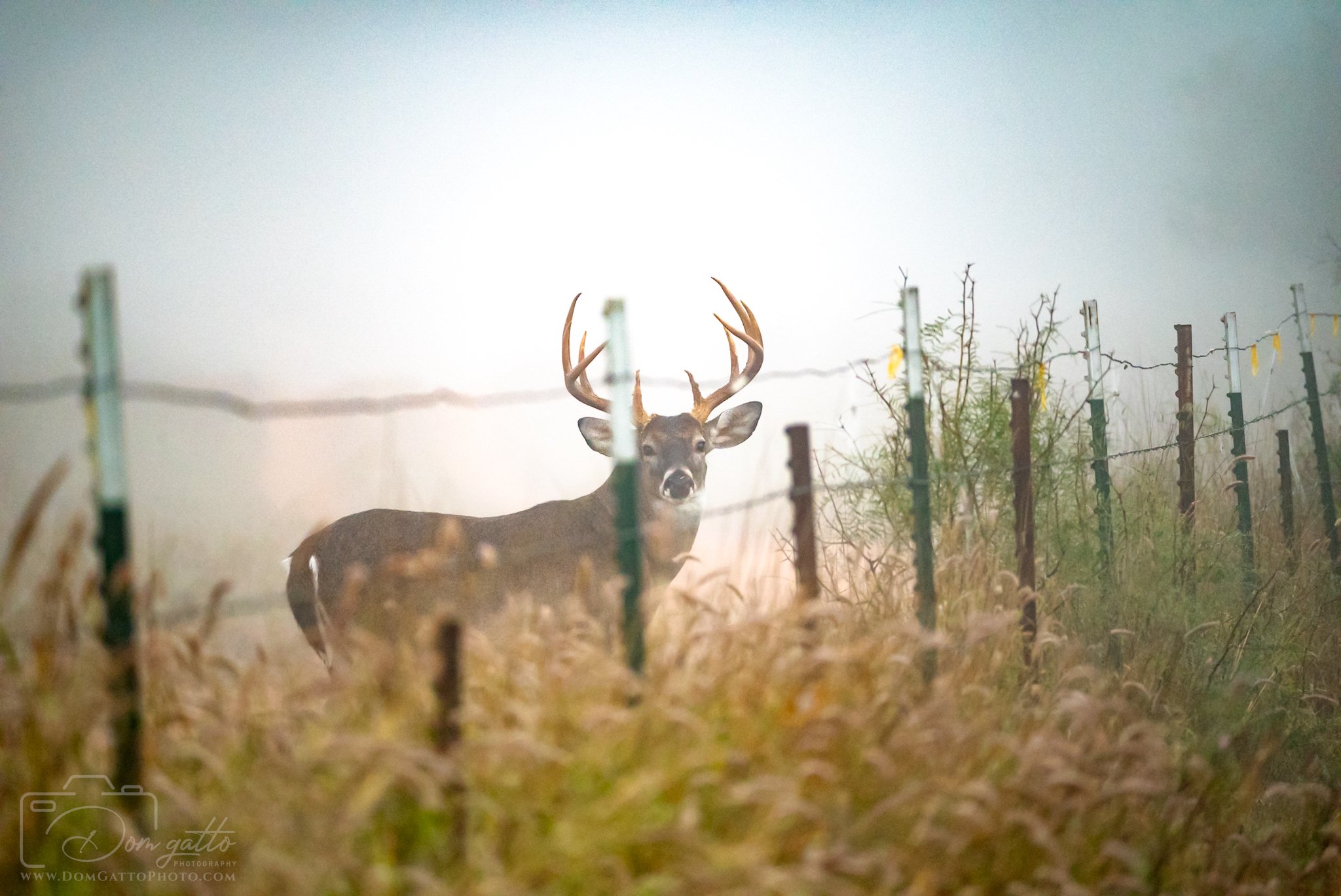 Nikon Z5 - Is it a Wildlife Photography Camera? — Dom Gatto Photography