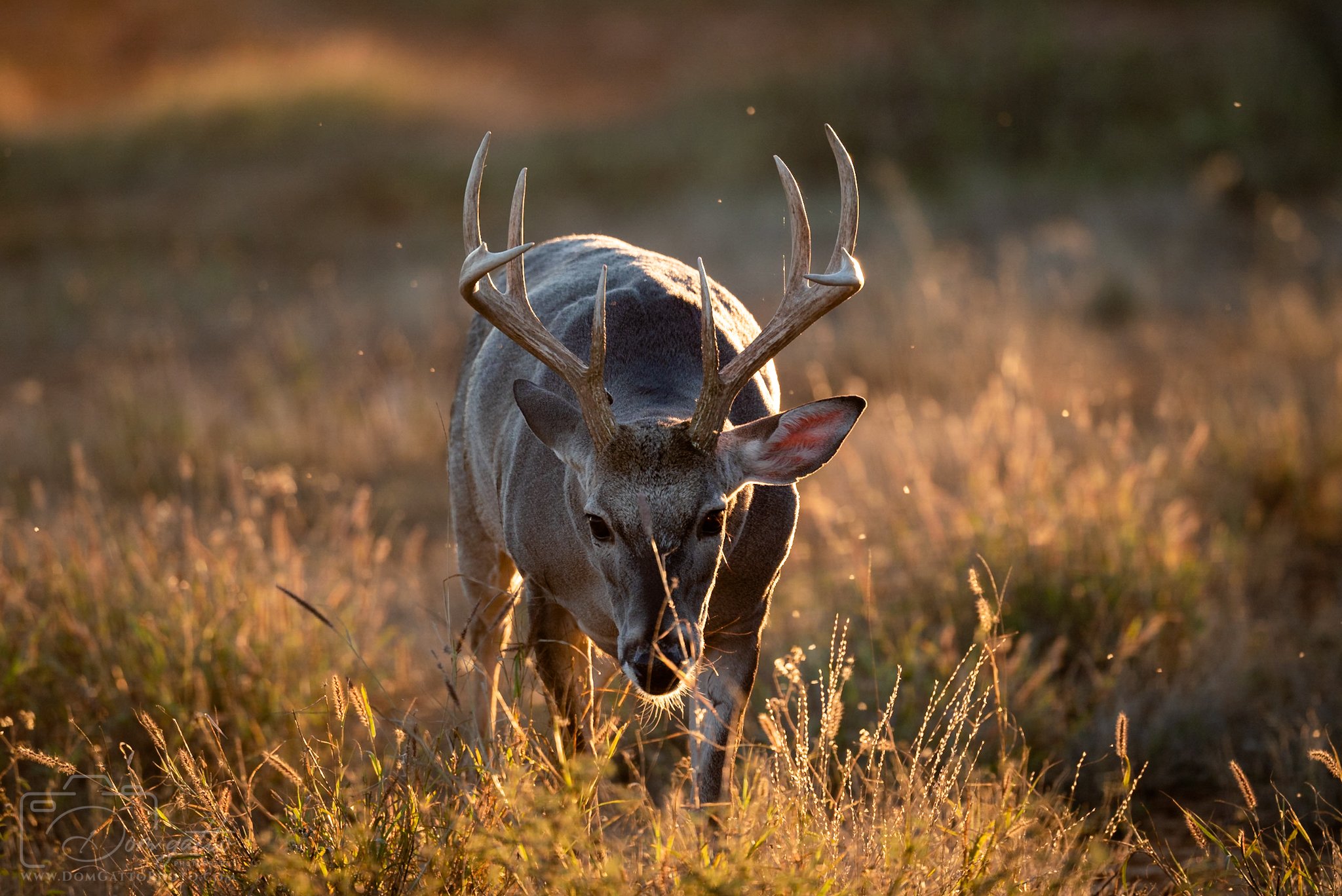 Nikon Z5 - Is it a Wildlife Photography Camera? — Dom Gatto Photography