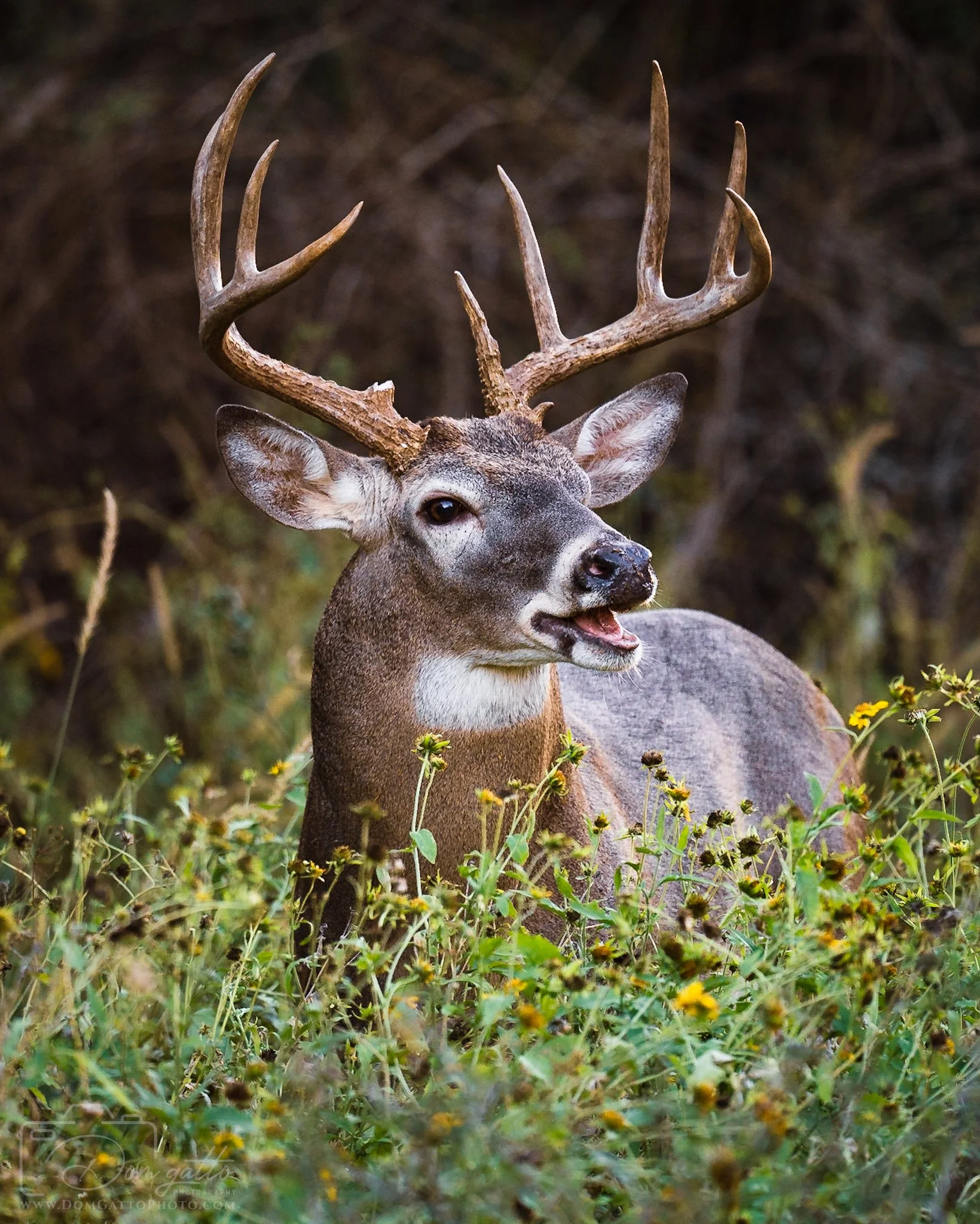 Nikon Z5 - Is it a Wildlife Photography Camera? — Dom Gatto Photography